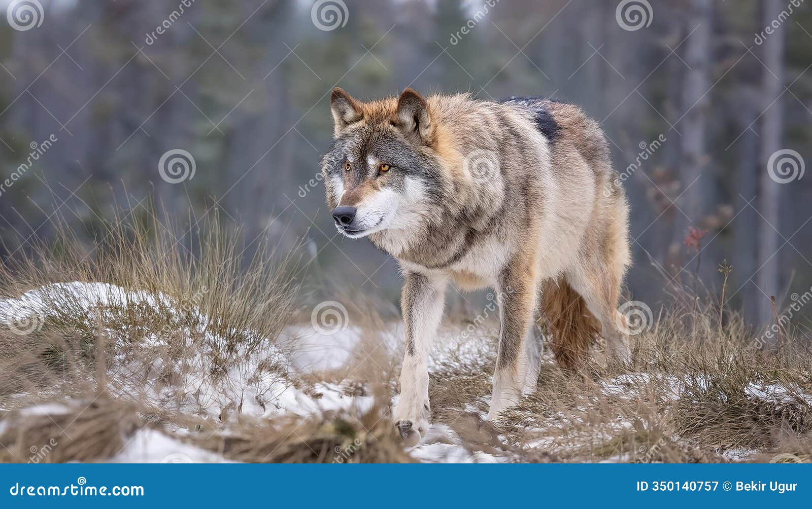 A Big Timber Wolf Walking Dangerously Close Stock Illustration ...