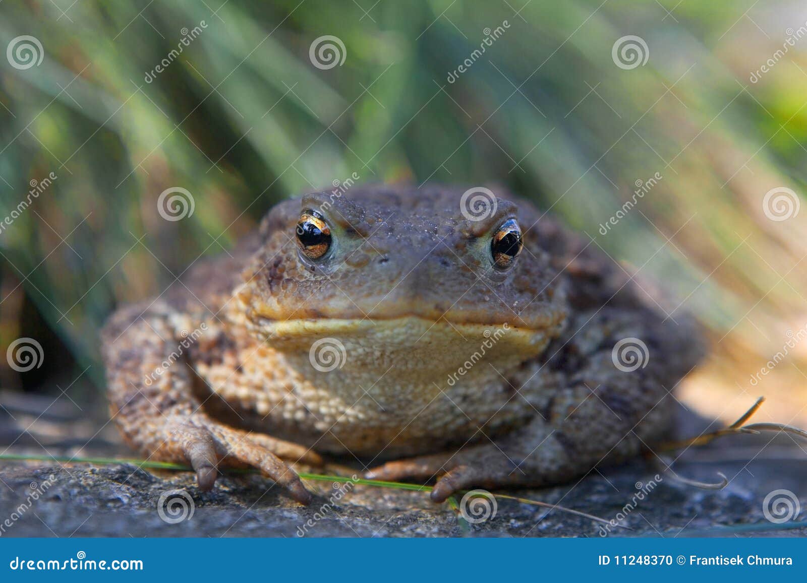 Big toad stock photo. Image of grass, wildlife, mouth - 11248370