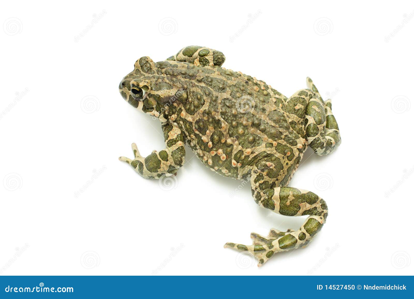 Big toad stock photo. Image of biology, jump, wildlife - 14527450