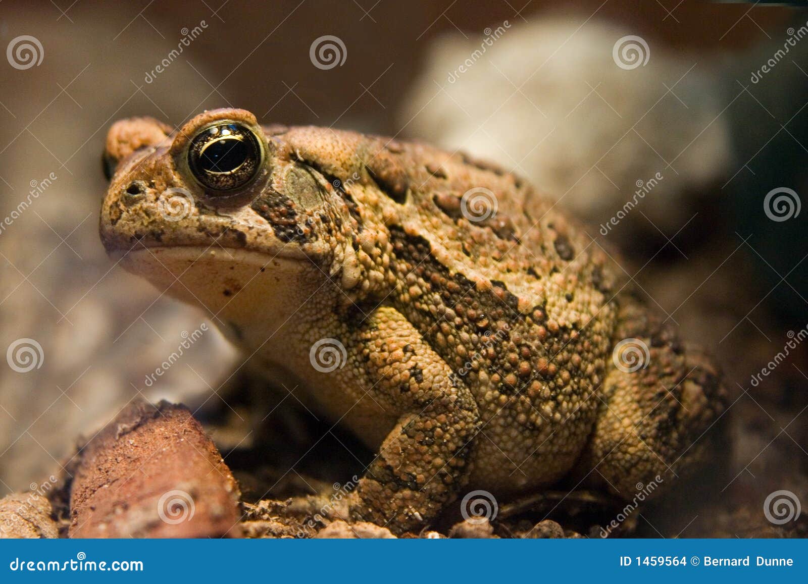 Big Toad Picture. Image: 1459564