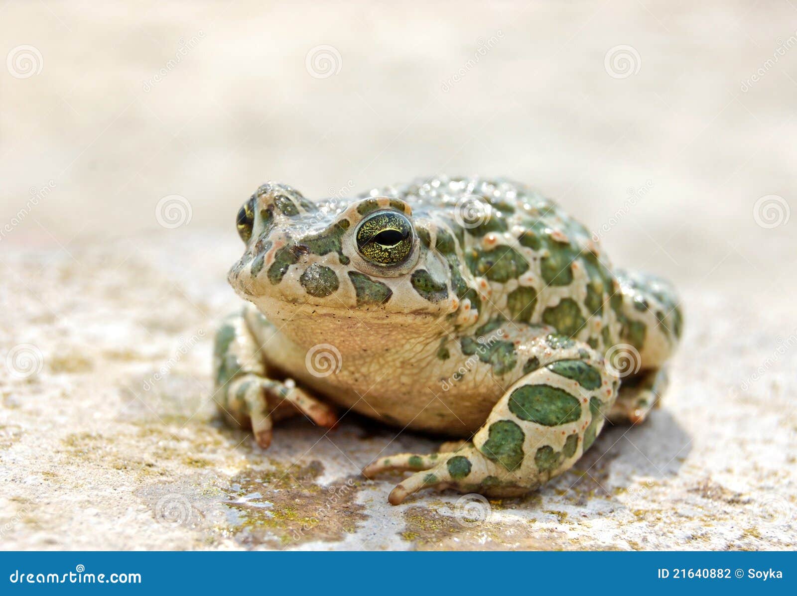 Big toad stock photo. Image of marinus, green, cane, jungle - 21640882