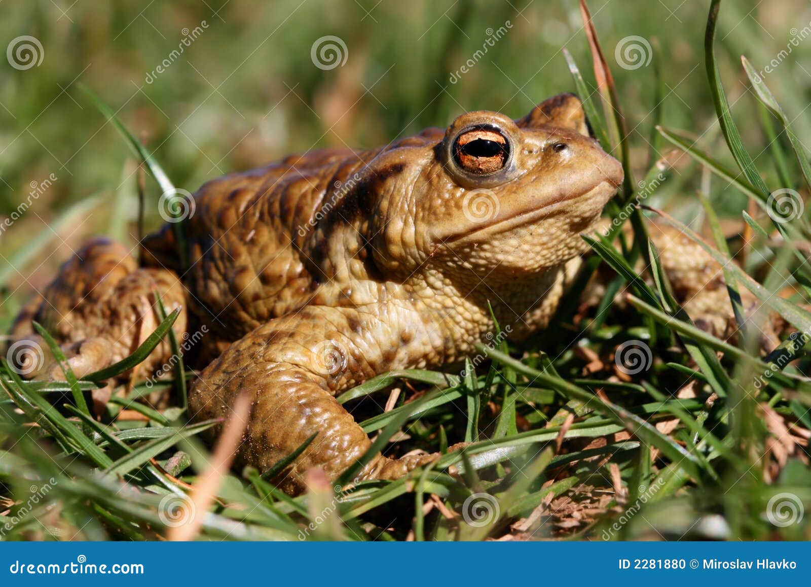 Big toad stock photo. Image of nostril, bark, mouth, spring - 2281880