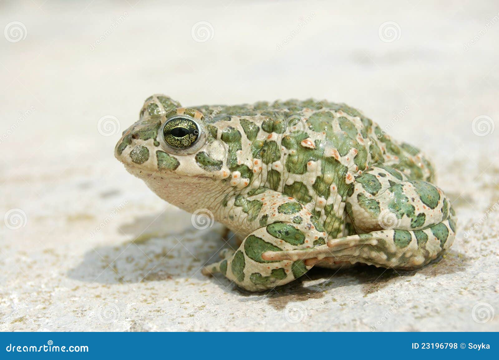 Big toad stock photo. Image of slimy, giant, small, marinus - 23196798