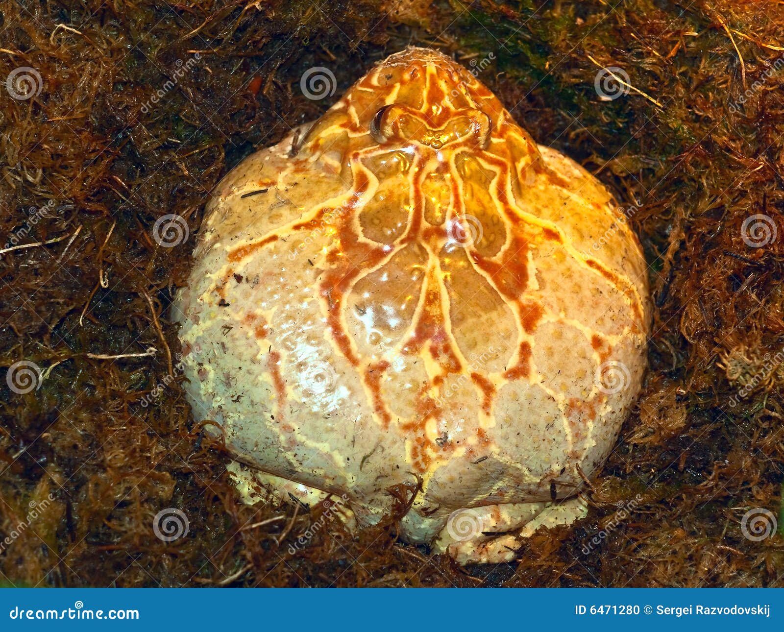 Big toad stock photo. Image of watching, amphibious, nature - 6471280
