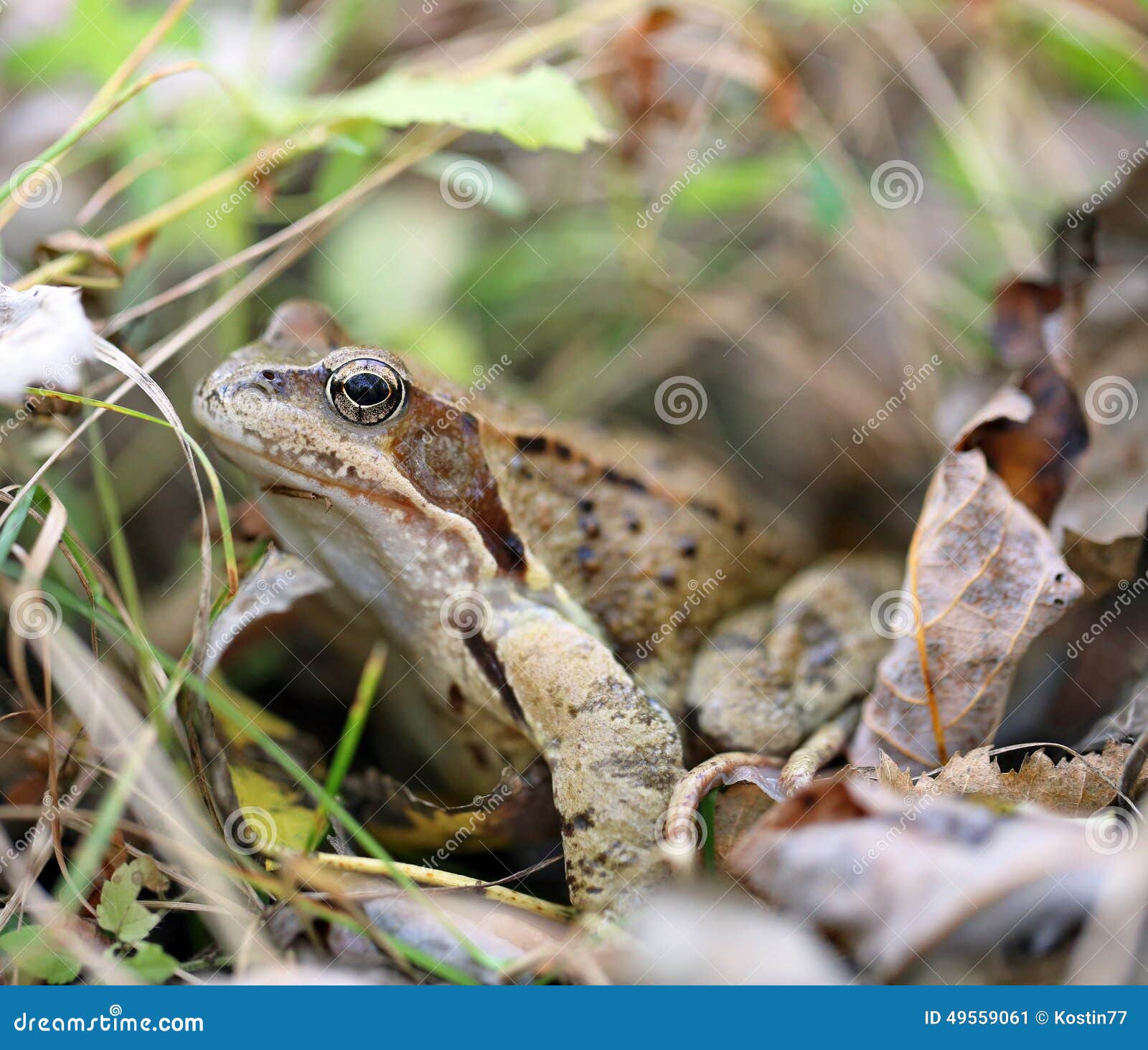 Big toad stock image. Image of batrachian, cane, amietophrynus - 49559061
