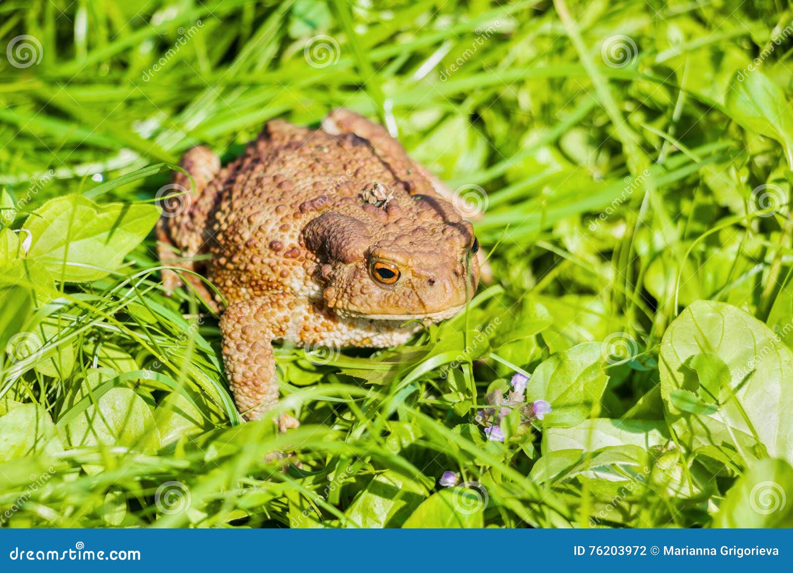 Big Toad with Brown Spotted Skin Sitting in Green Grass and Looking ...