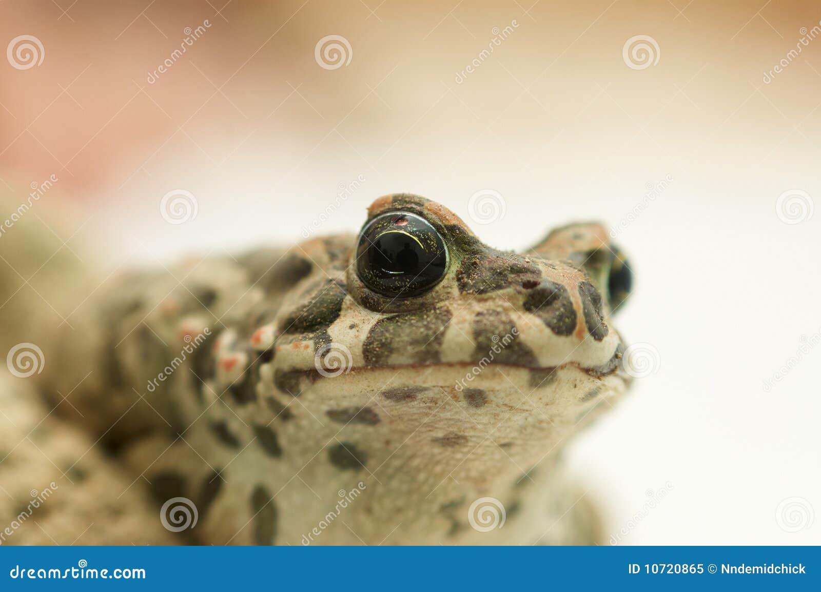 Big toad (Bufonidae) stock image. Image of reptile, amphibian - 10720865