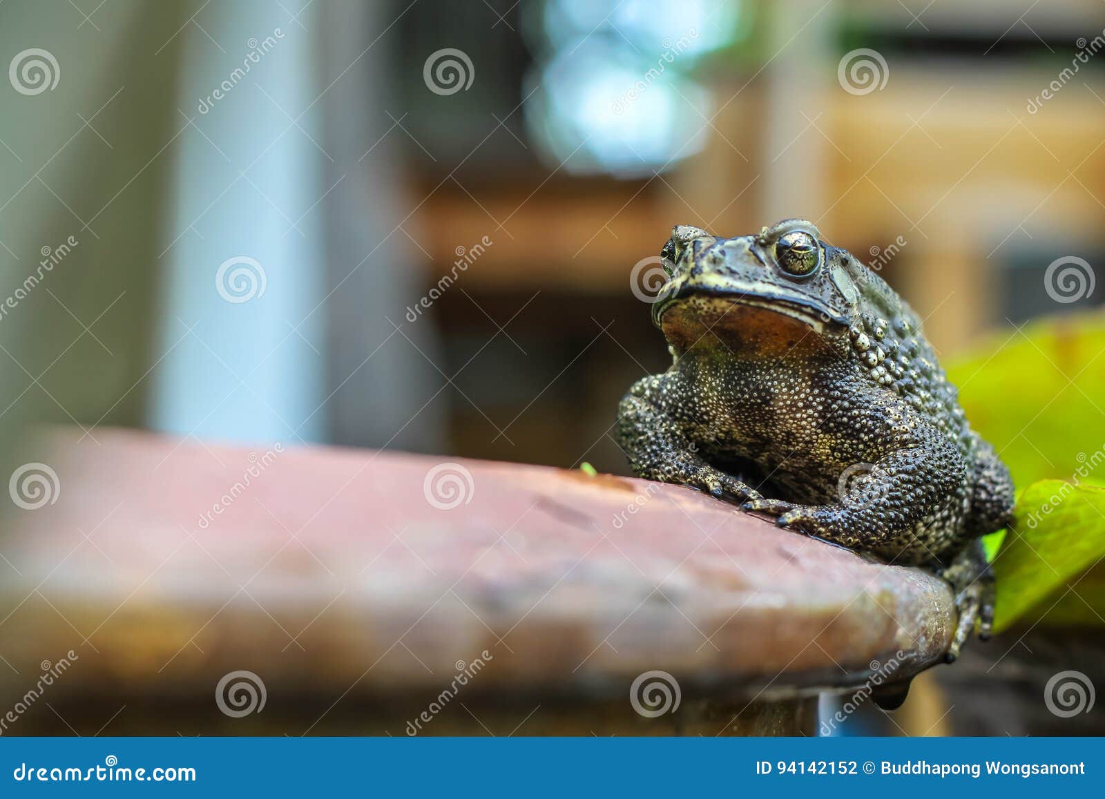 Big Toad on the Edge of the Pot. Stock Photo - Image of forest ...