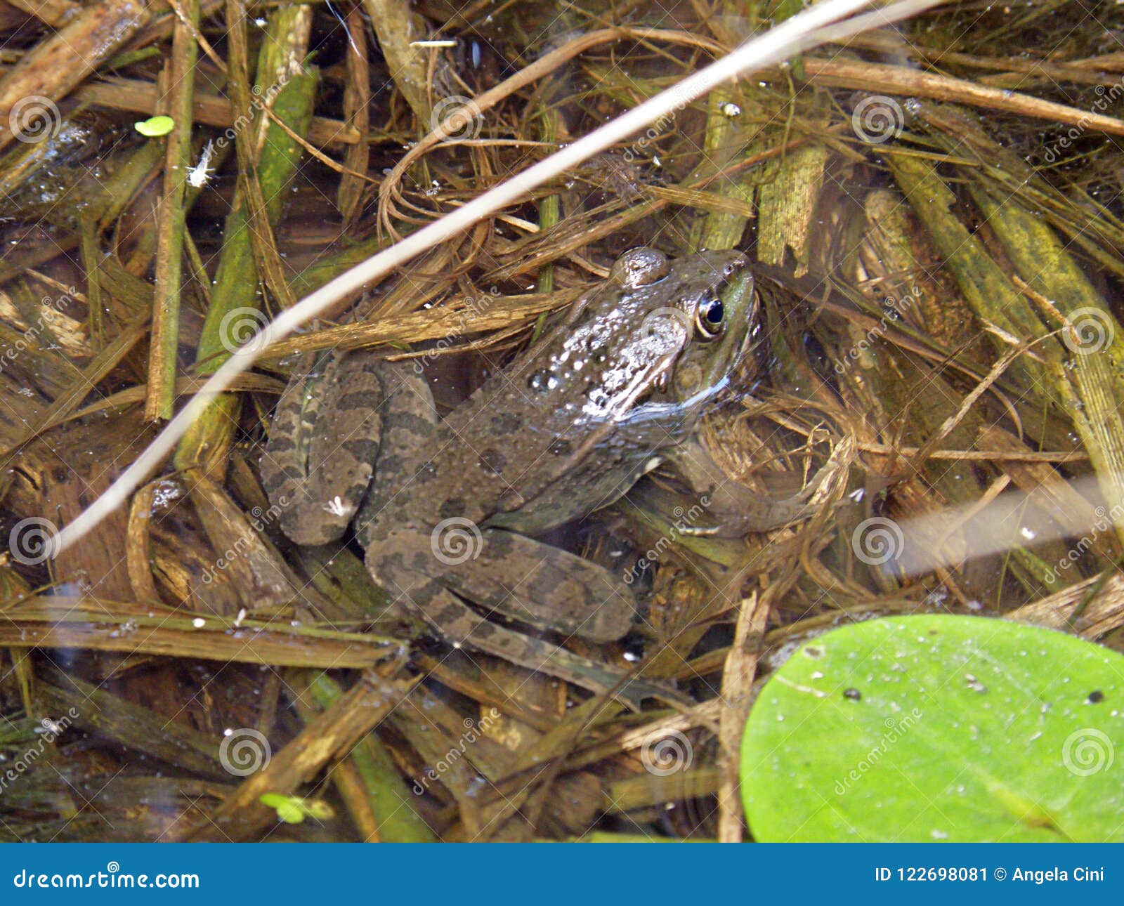 Toy Toad Or Frog. Realistic Plastic Toy Of A Toad With Its Tongue Out ...