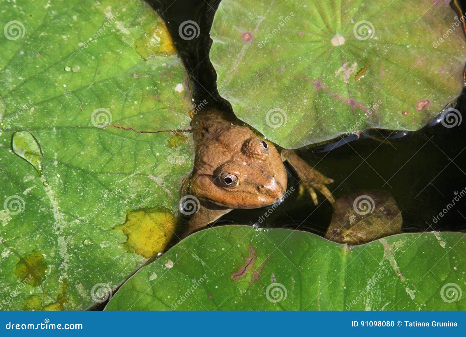 Big Toad among the Leaves in the Pond Stock Photo - Image of wildlife ...