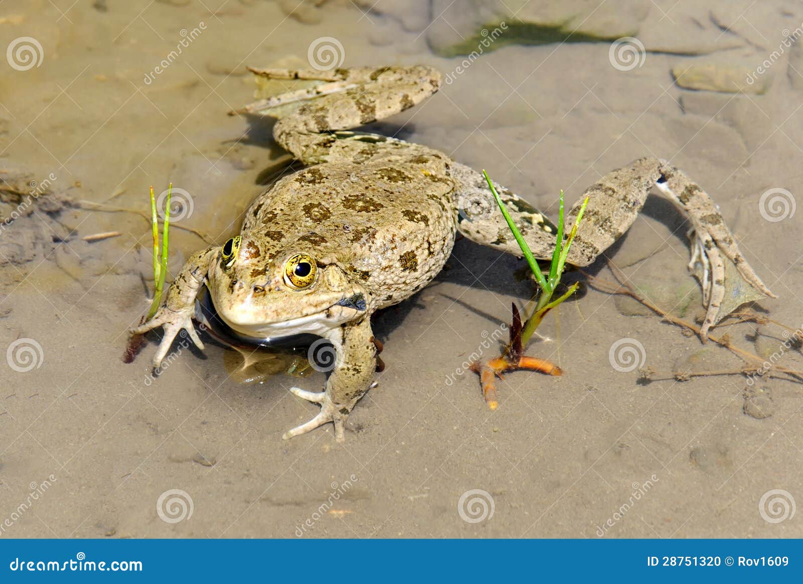 Big toad in the pond stock photo. Image of fascinating - 28751320