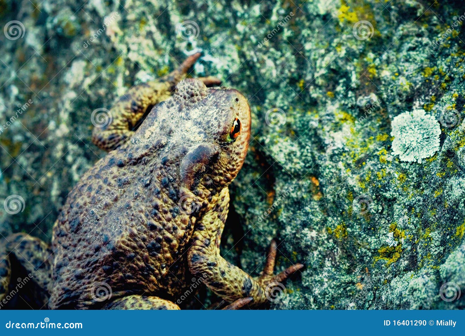 Big toad on the stone stock photo. Image of sitting, stone - 16401290