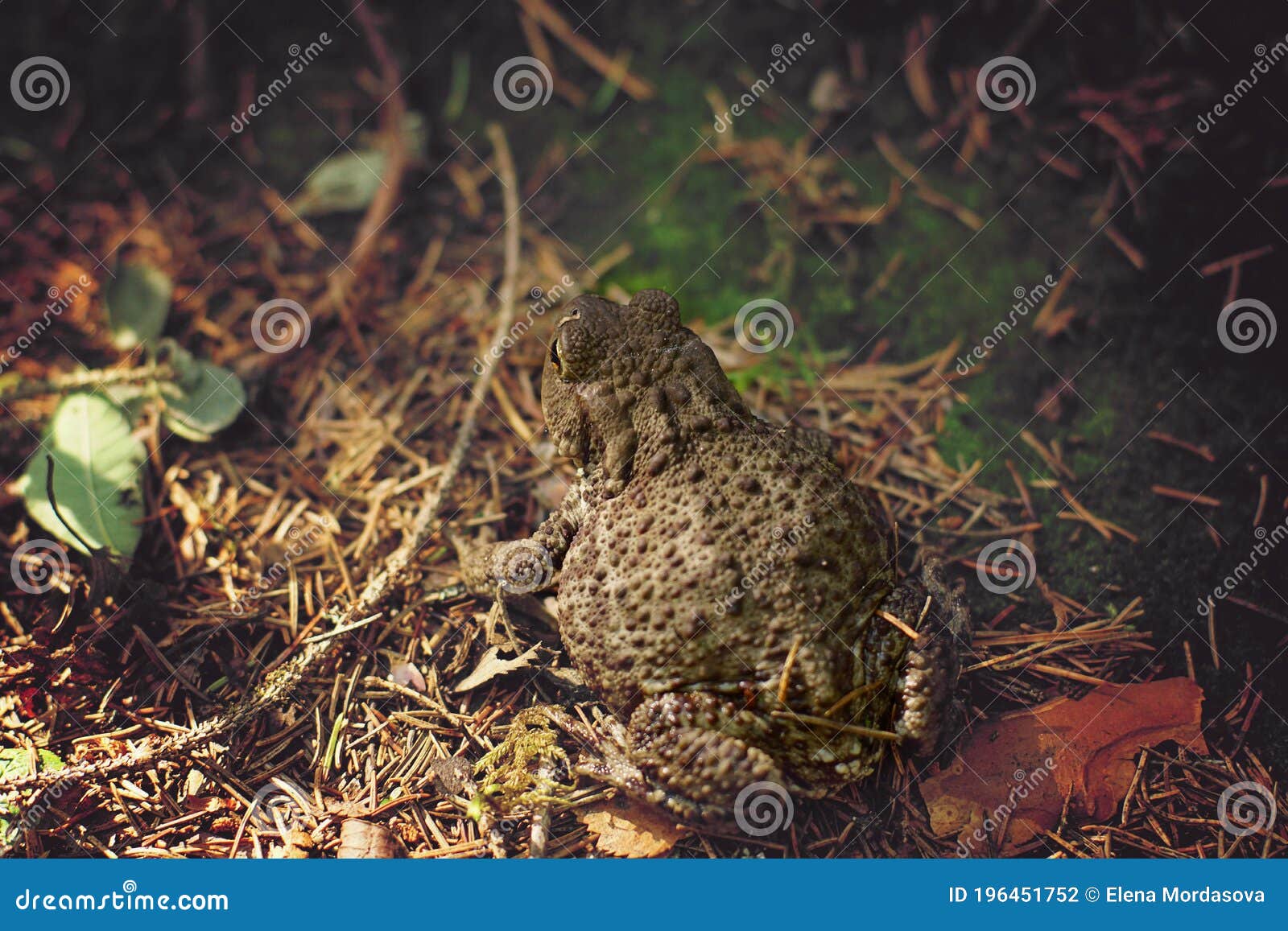 The Big Fat Toad Turned Its Back and Looks at the Direction of the ...