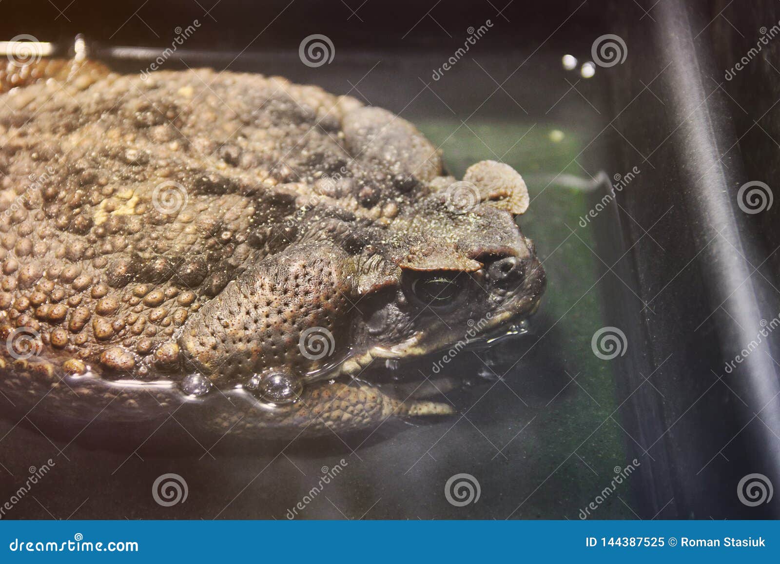 Big toad in the water stock image. Image of fauna, asian - 144387525