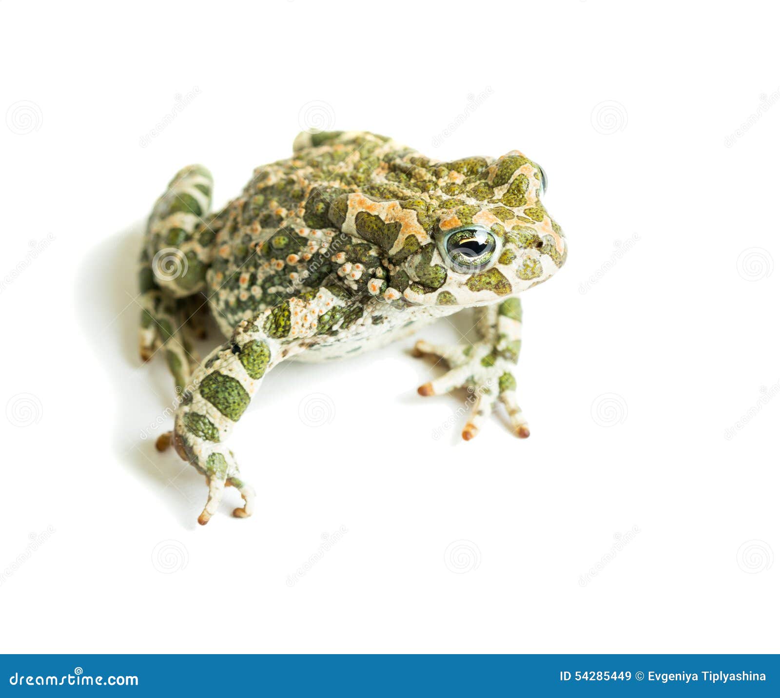 Big toad stock image. Image of european, isolated, amphibian - 54285449