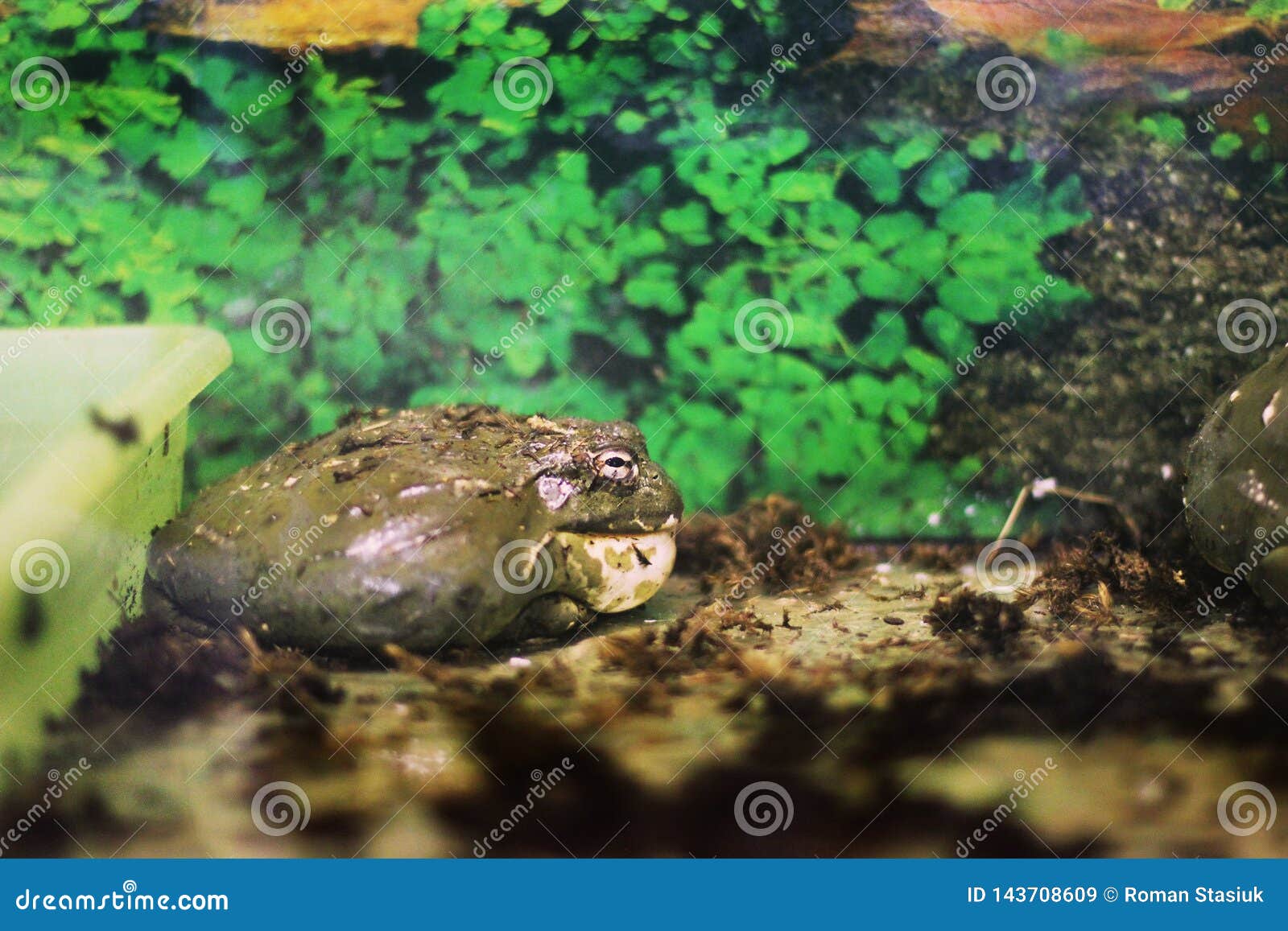 Big toads in a terrarium stock image. Image of studio - 143708609