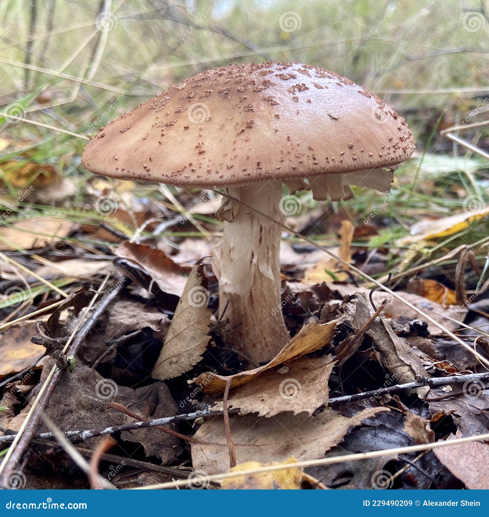 Big toadstool stock image. Image of autumn, poison, toadstool - 229490209