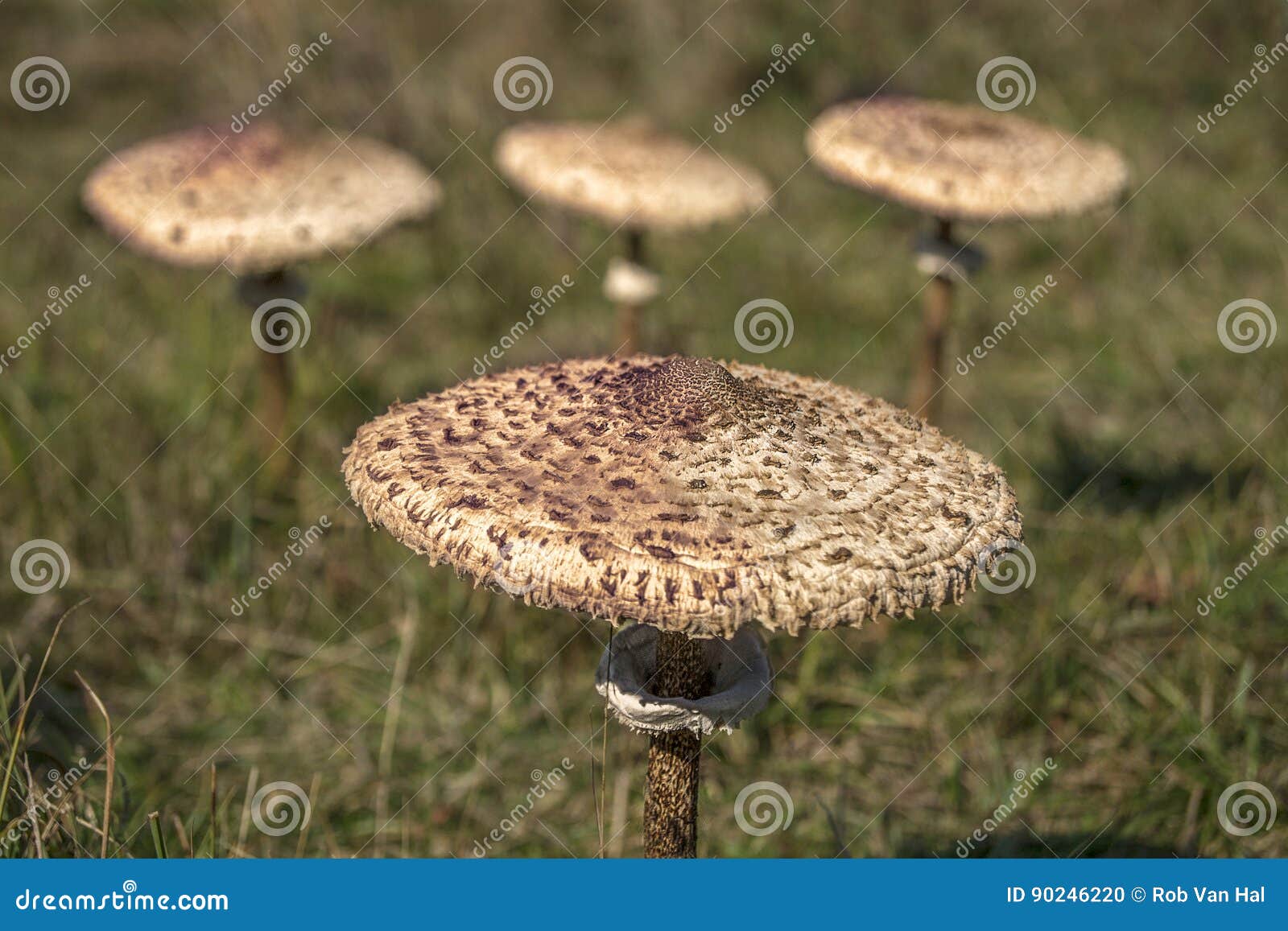 Big Toadstool or Mushroom stock photo. Image of toadstool - 90246220