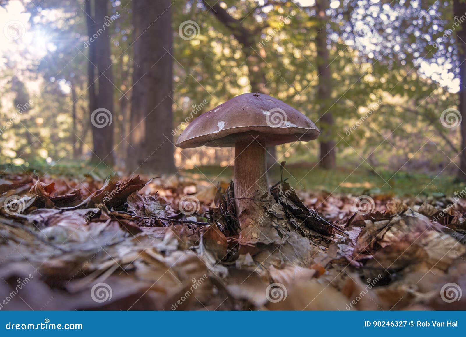 Big Toadstool or Mushroom stock image. Image of fungi - 90246327