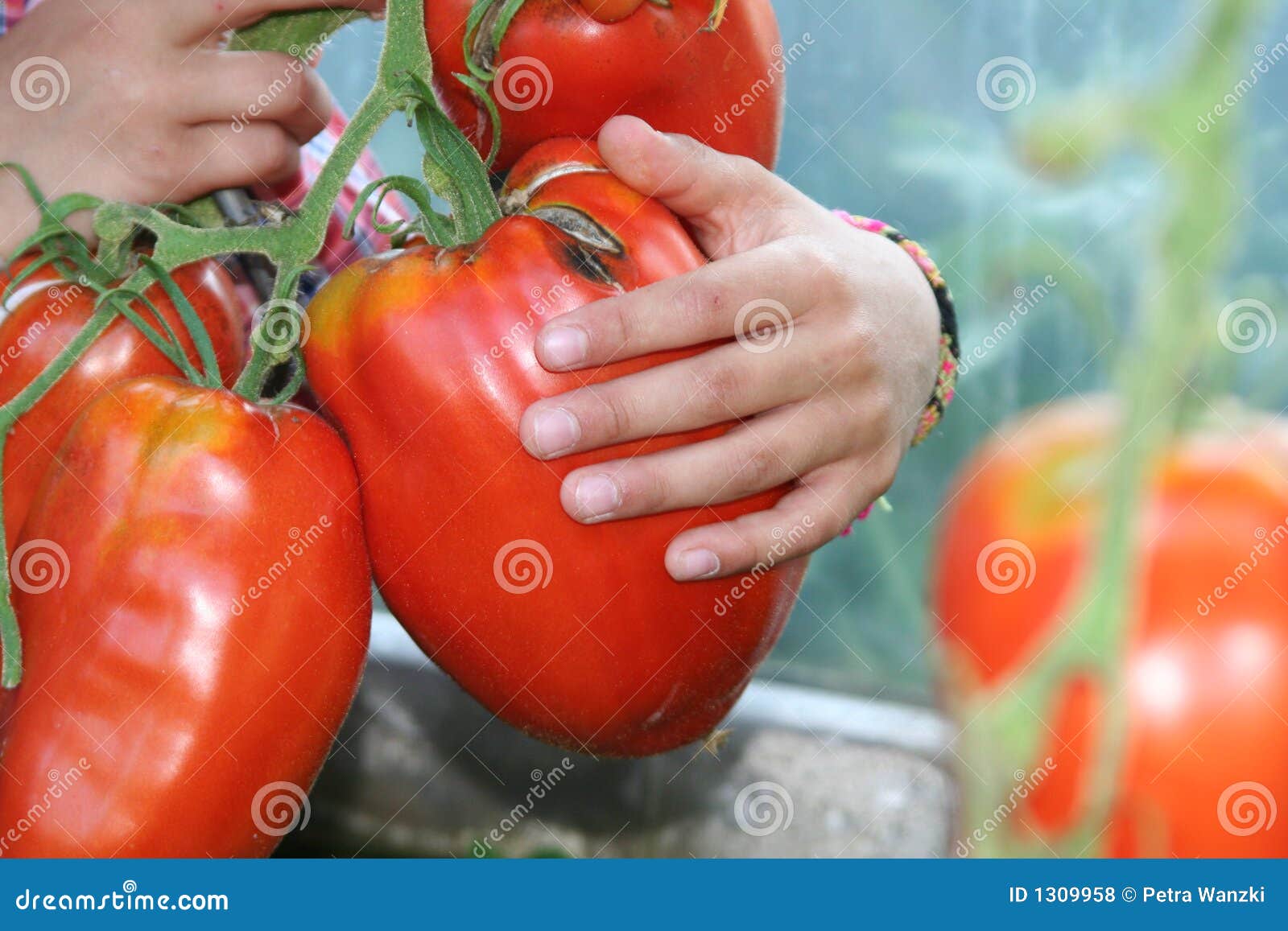 Big tomatoes stock photo. Image of oversized, outsize - 1309958