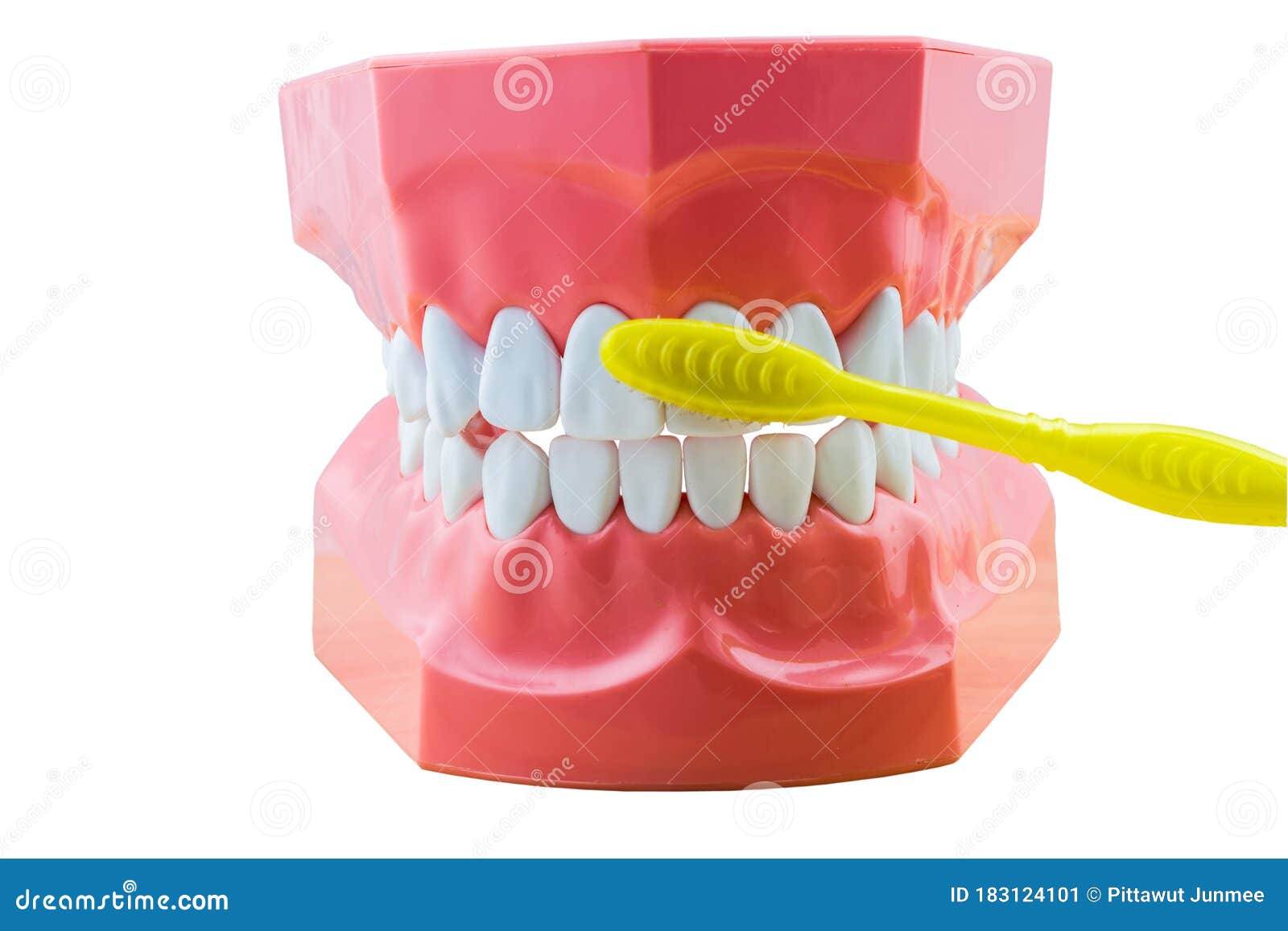 Big Tooth Model and Toothbrush on White Background.Saved with Clipping ...
