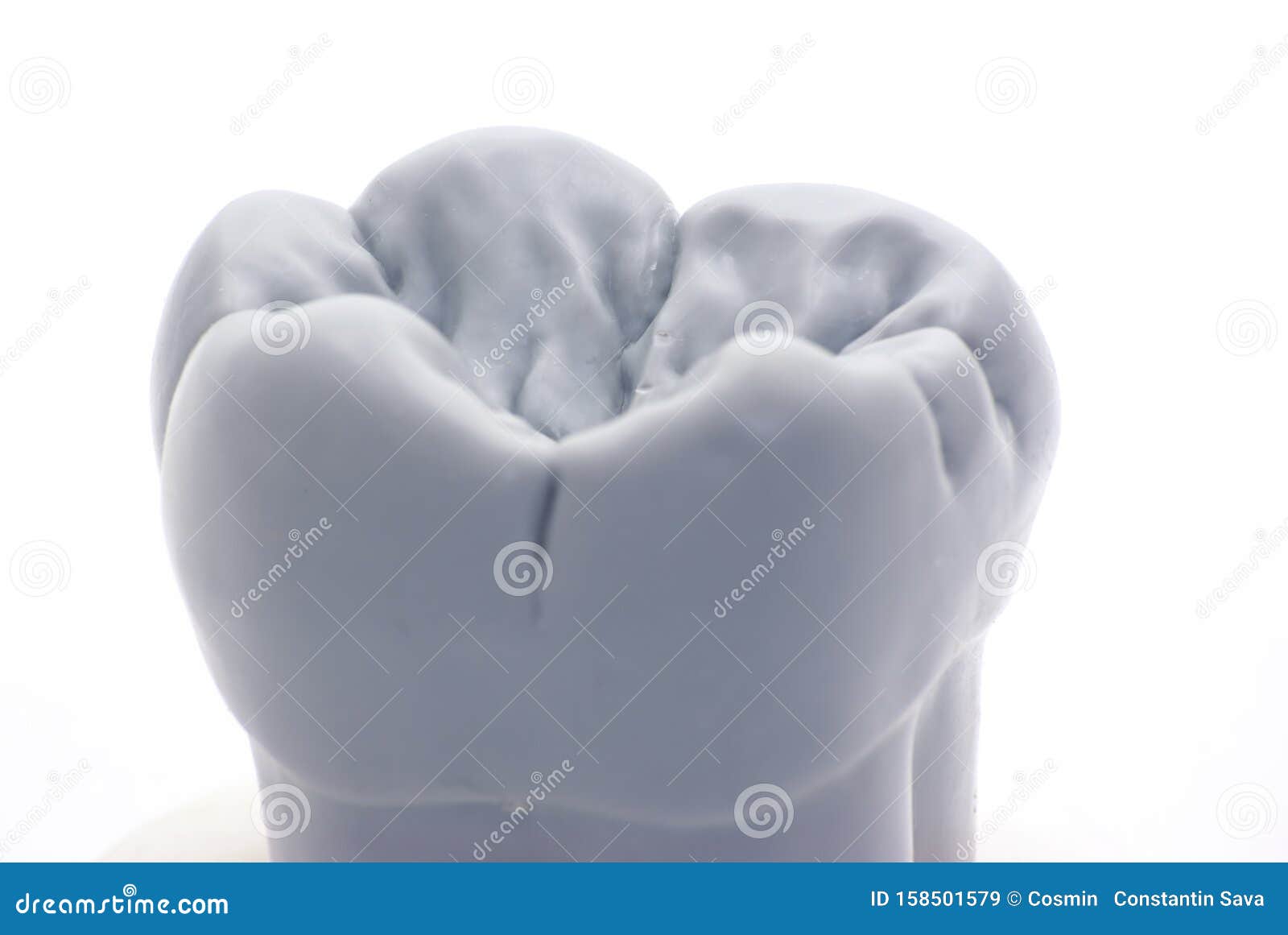 Big tooth model from wax stock image. Image of brush - 158501579
