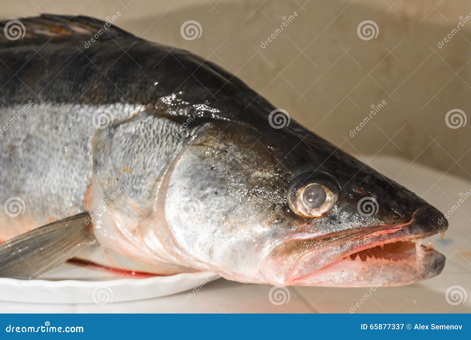 Big Toothy Fish on a Platter Side View Stock Image - Image of animal ...