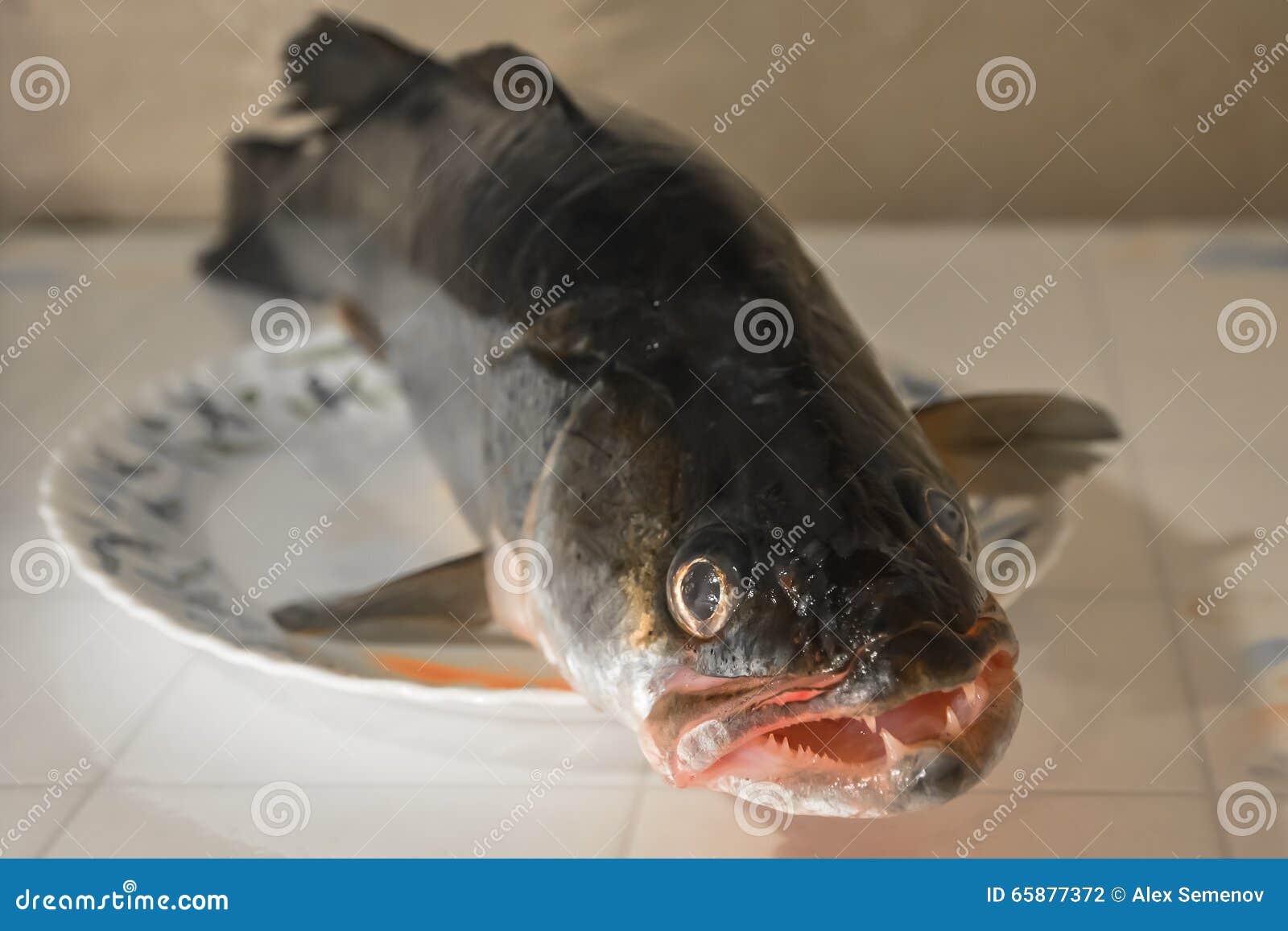Big Toothy Whole Fish on a Platter Stock Photo - Image of food, fresh ...