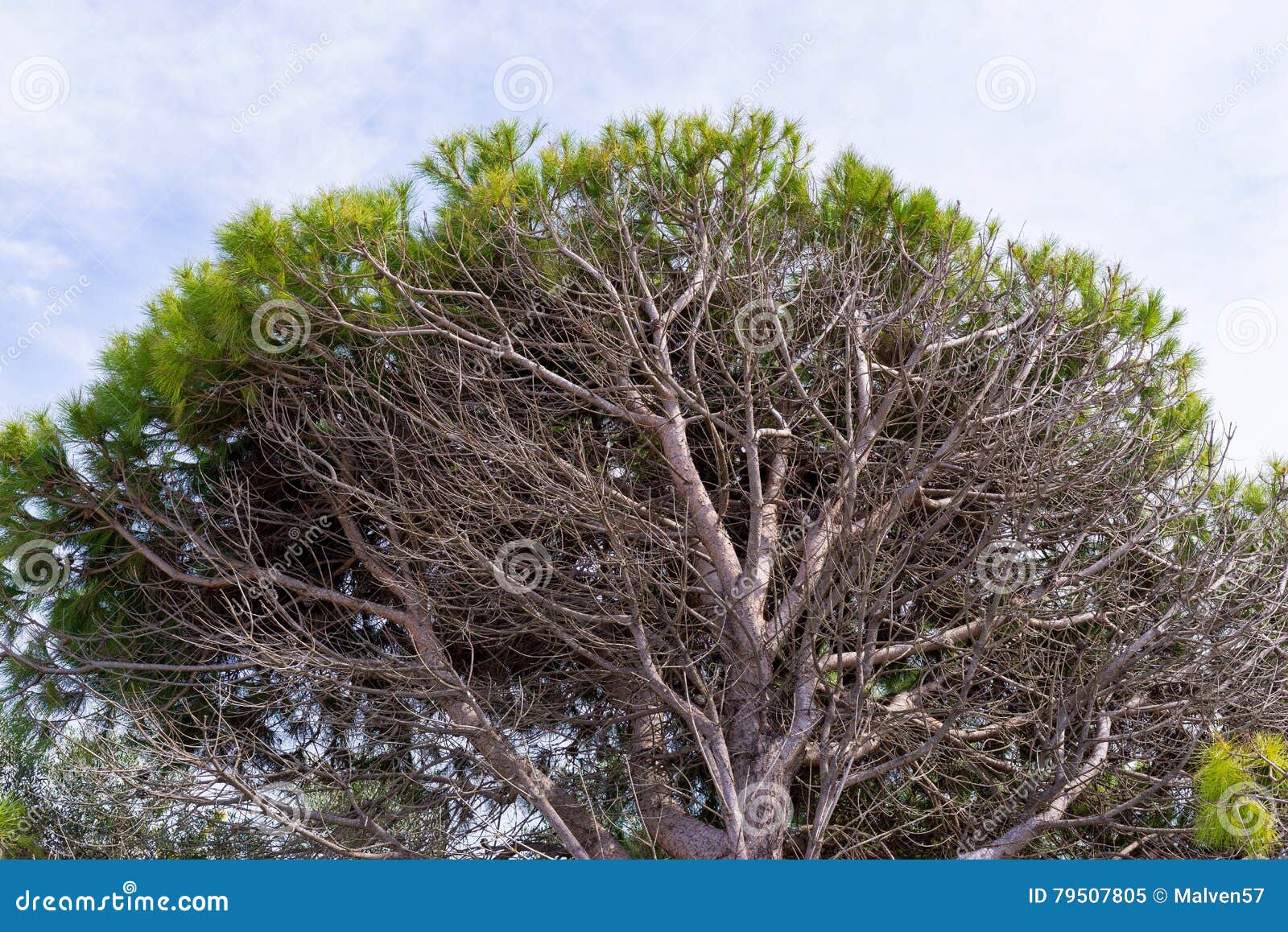 Big Top of an Old Coniferous Tree Stock Image - Image of coniferous ...