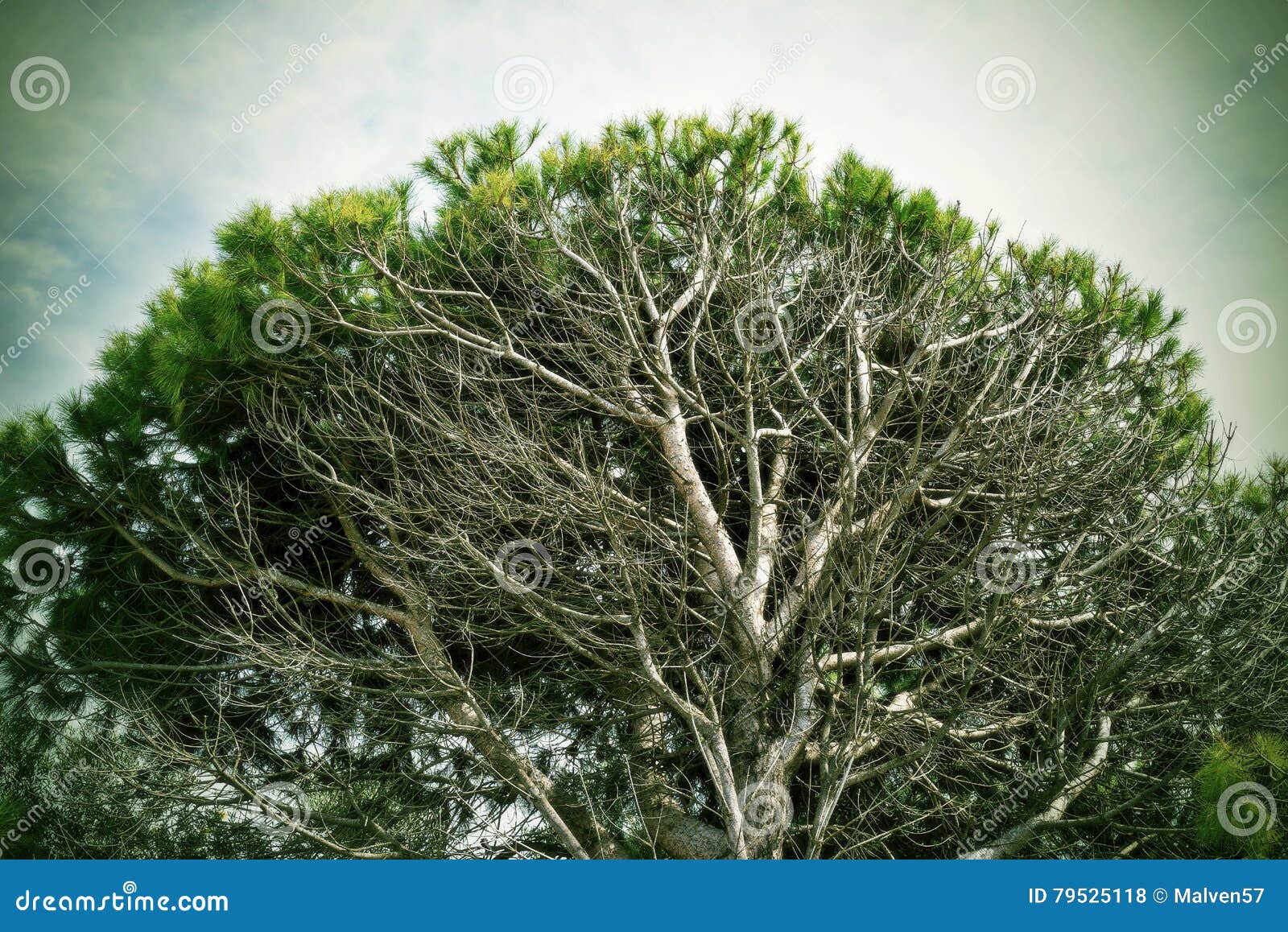 Big Top of an Old Coniferous Tree Stock Photo - Image of branches ...