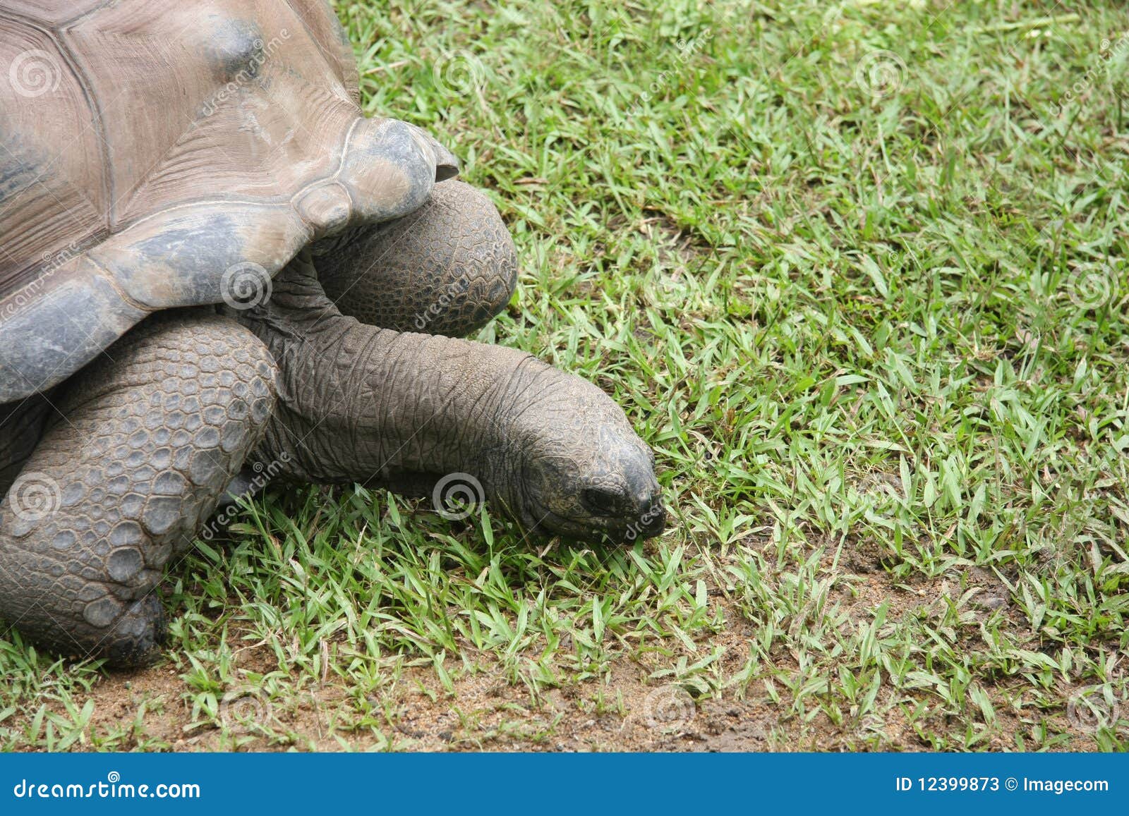 Big tortoise stock image. Image of natural, single, reptile - 12399873