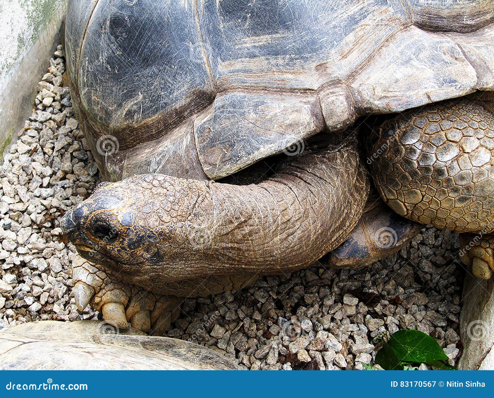 Big tortoise stock image. Image of galapagos, land, shell - 83170567