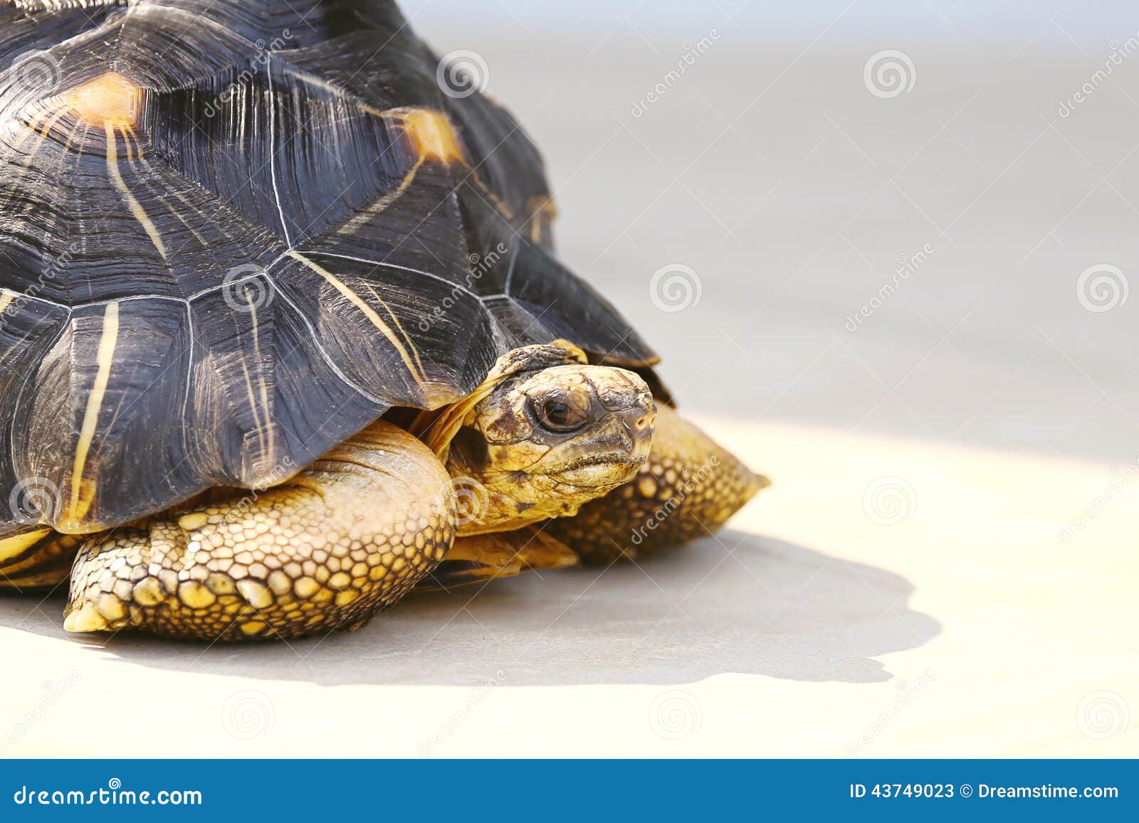 Big Tortoise stock image. Image of scary, outside, turtle - 43749023