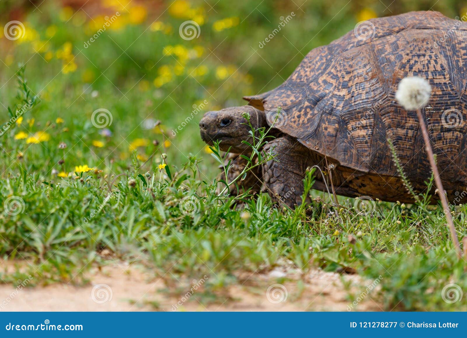 Big Tortoise Standing on the Grass Stock Image - Image of grass ...
