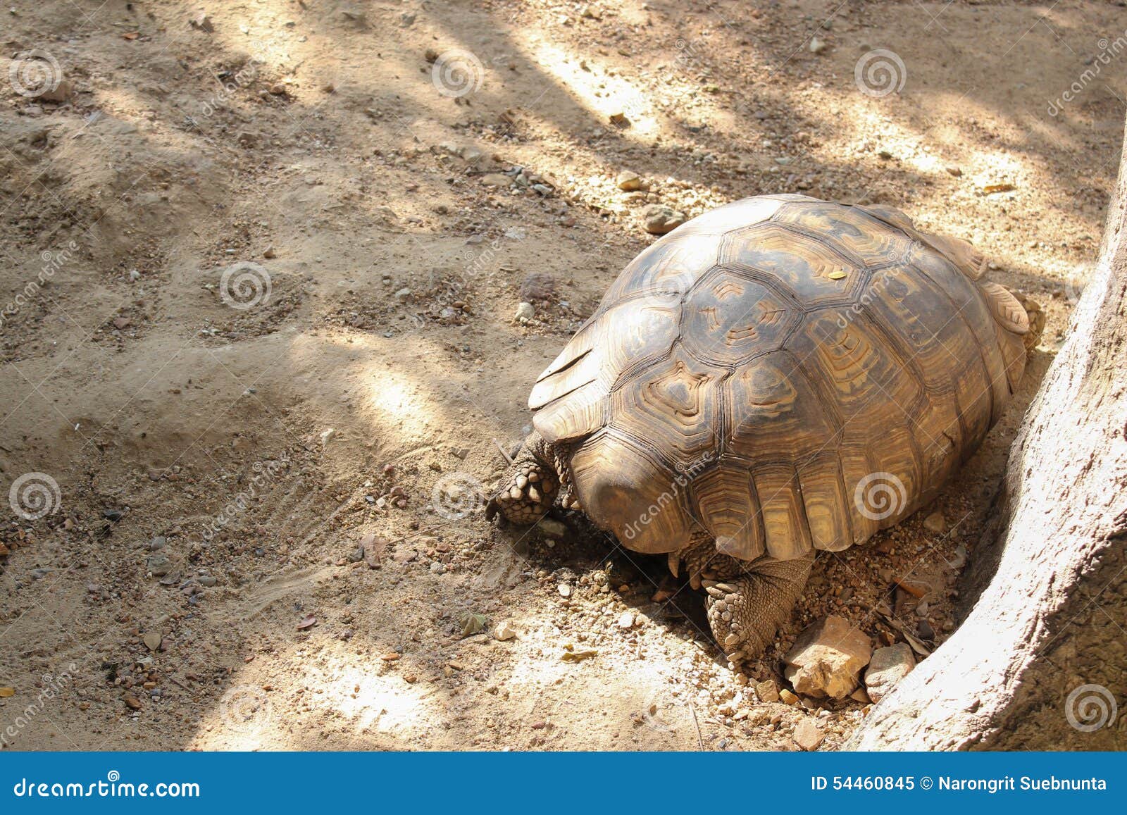 Big tortoise walk on park stock image. Image of fauna - 54460845