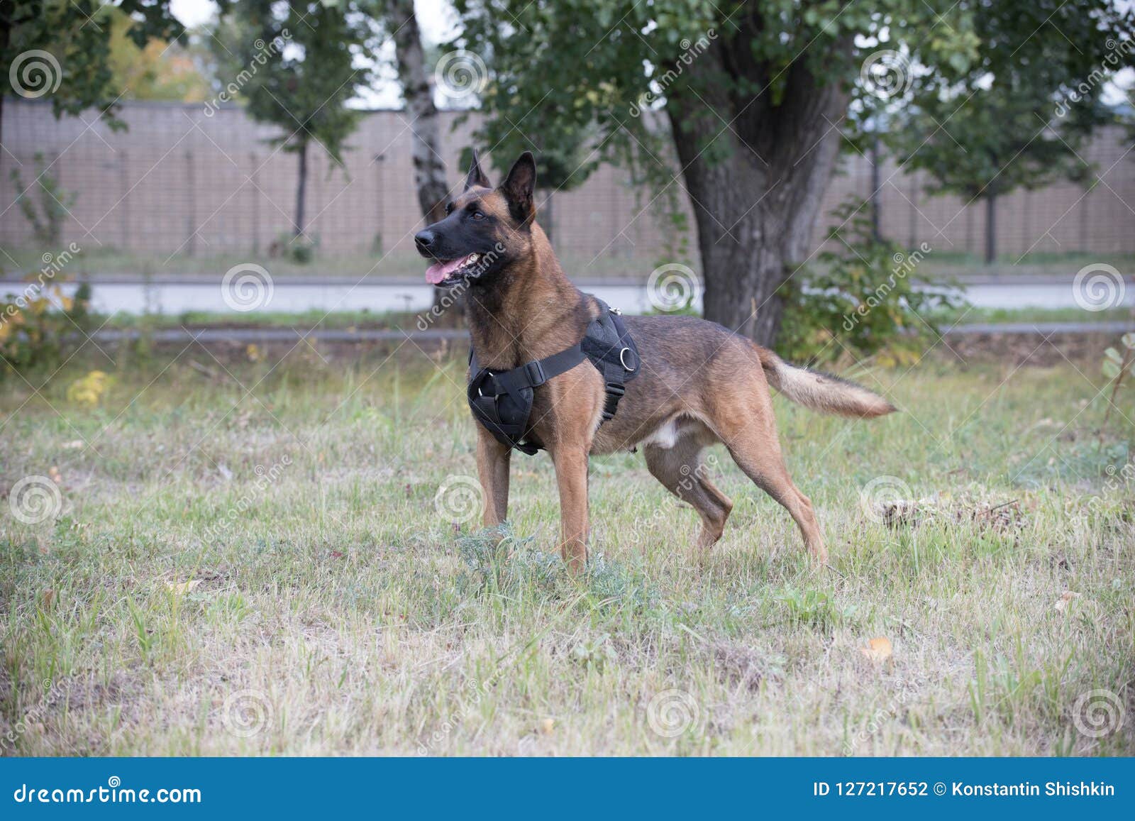 Big Trained German Shepherd Dog Standing on a Field Stock Photo - Image ...