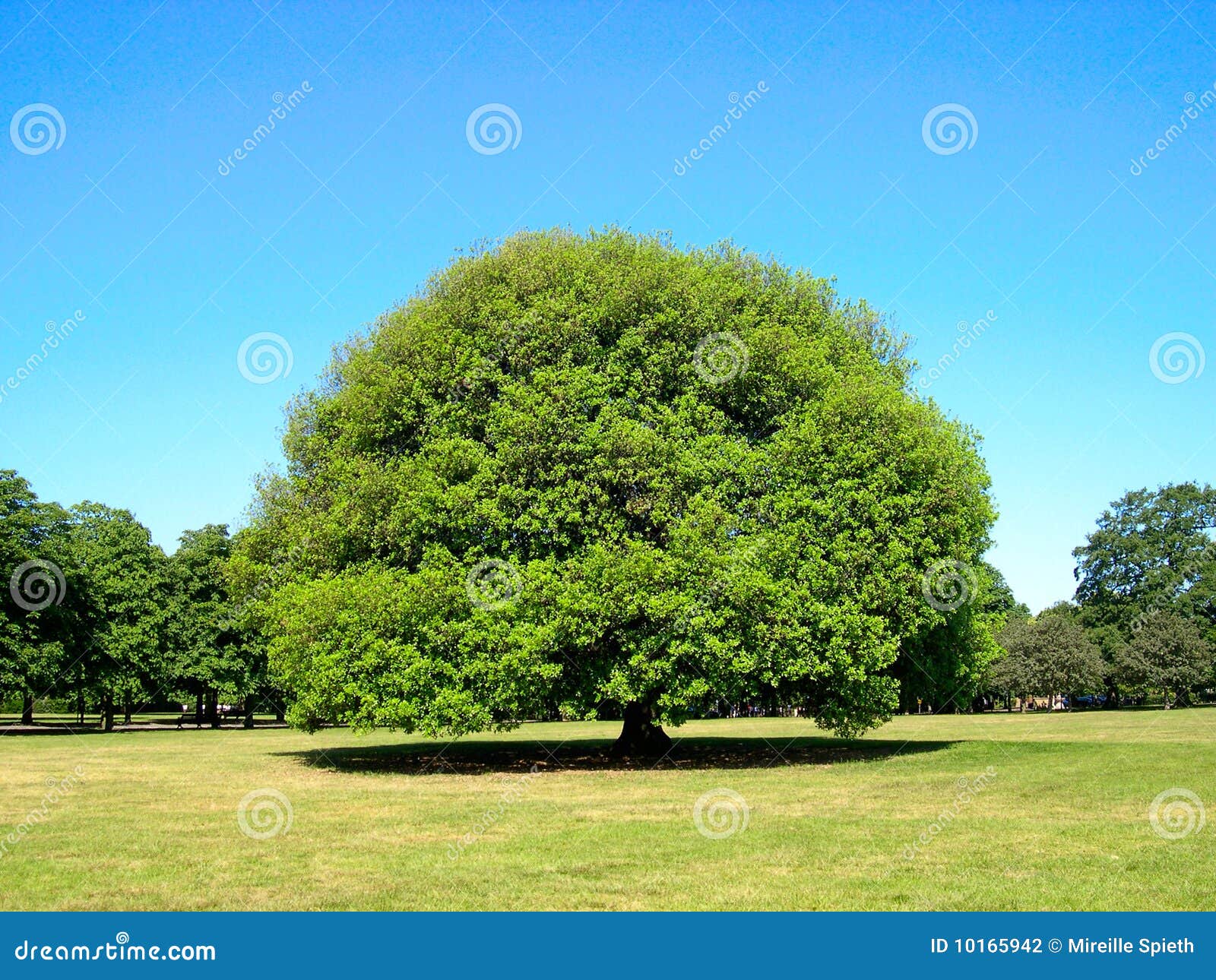 Big Tree stock photo. Image of green, space, power, nature - 10165942