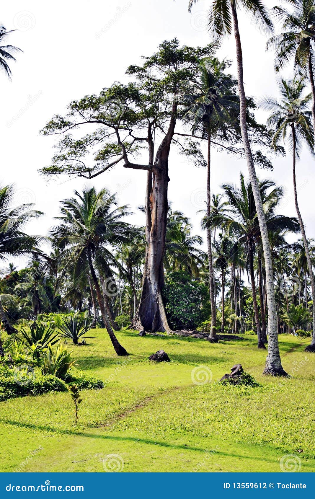 Big tree stock photo. Image of grass, paradise, nuts - 13559612