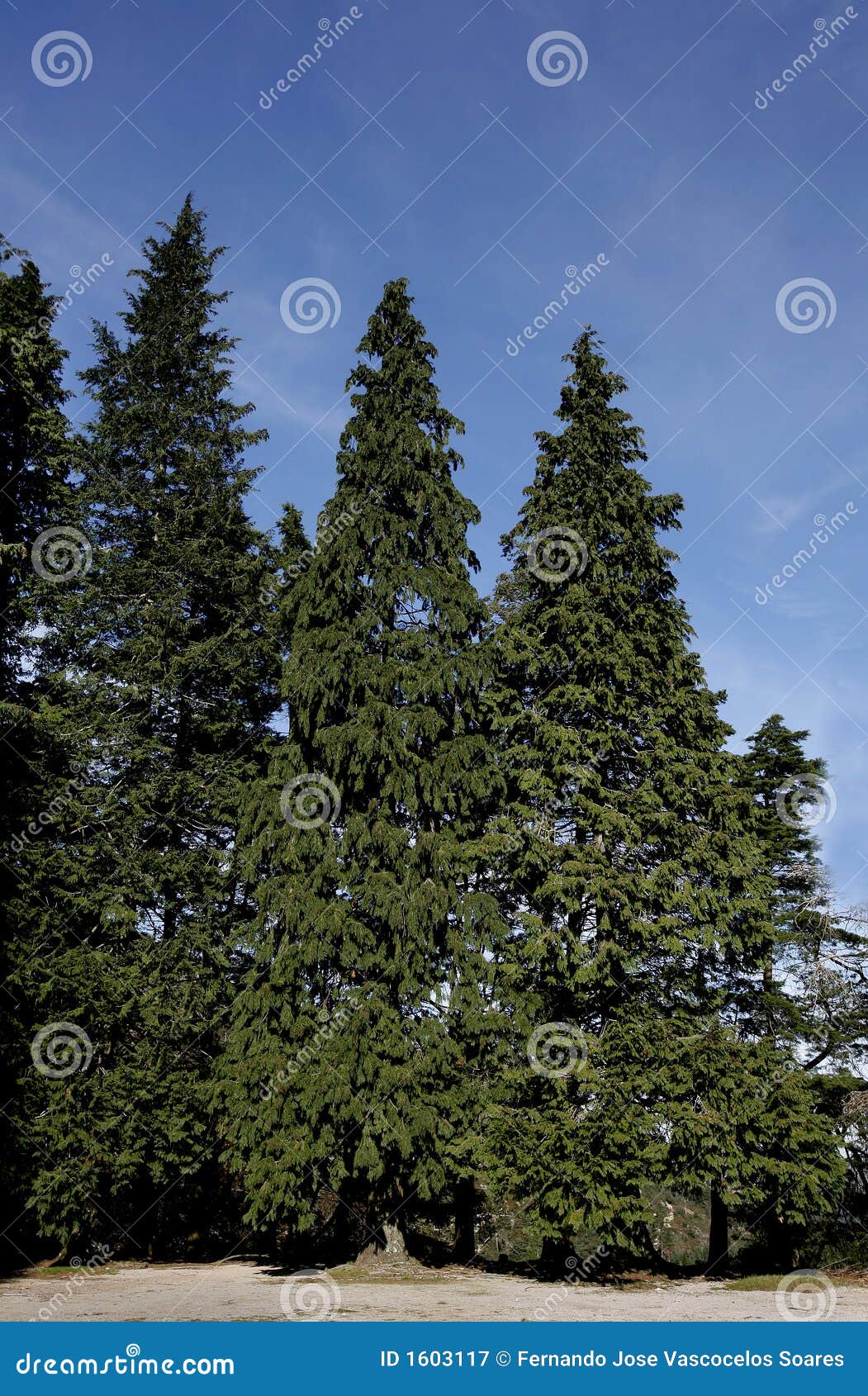 Big tree stock image. Image of jungle, deciduous, pillar - 1603117