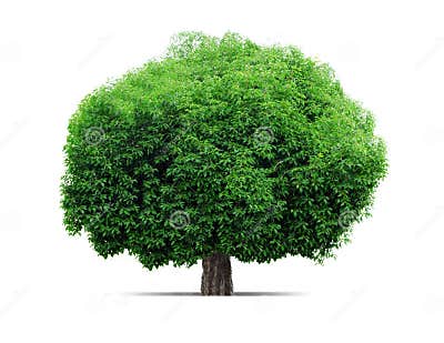 Big tree stock photo. Image of environmental, outdoors - 20502210
