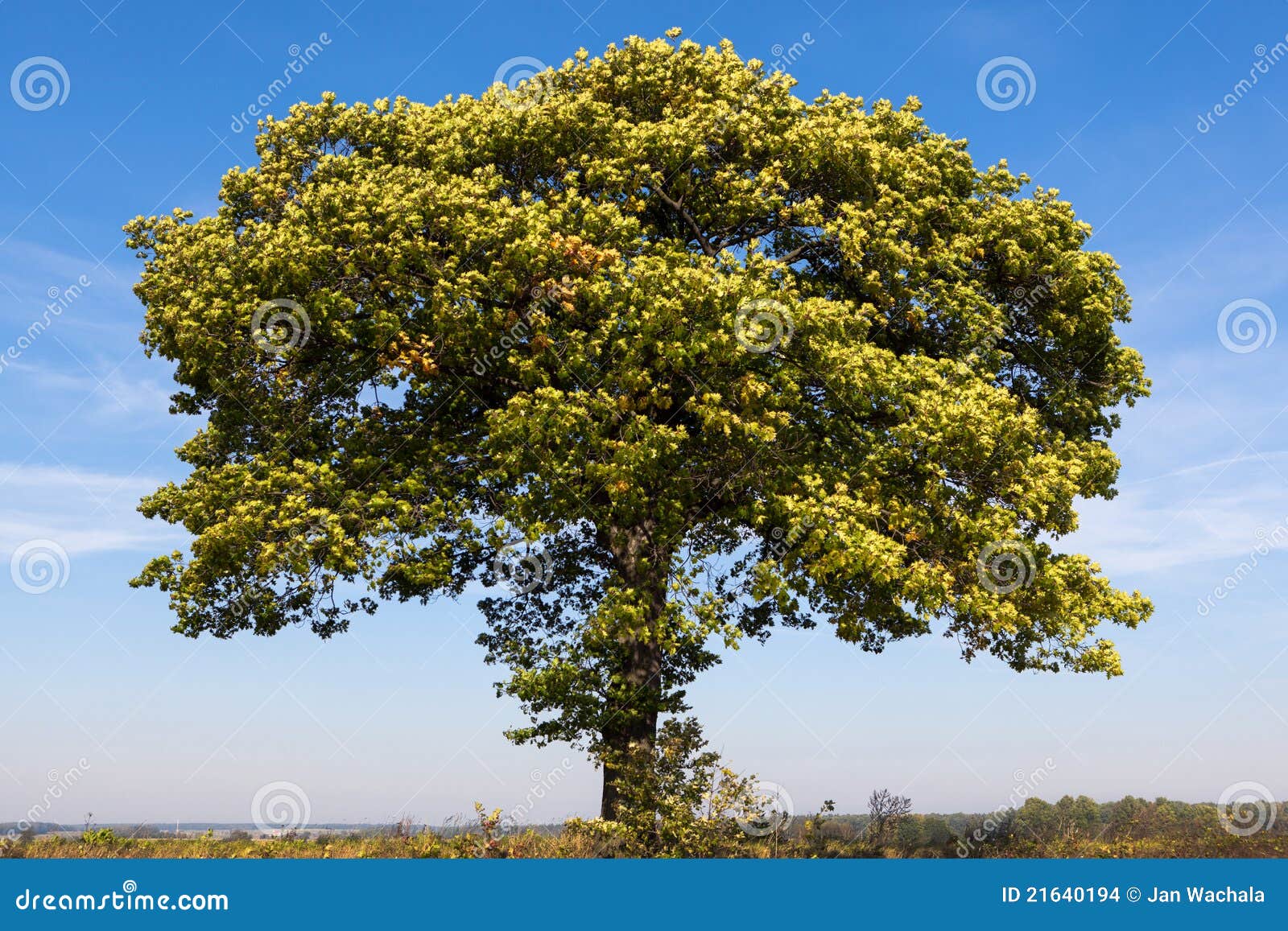 Big Tree stock photo. Image of environment, light, autumn - 21640194