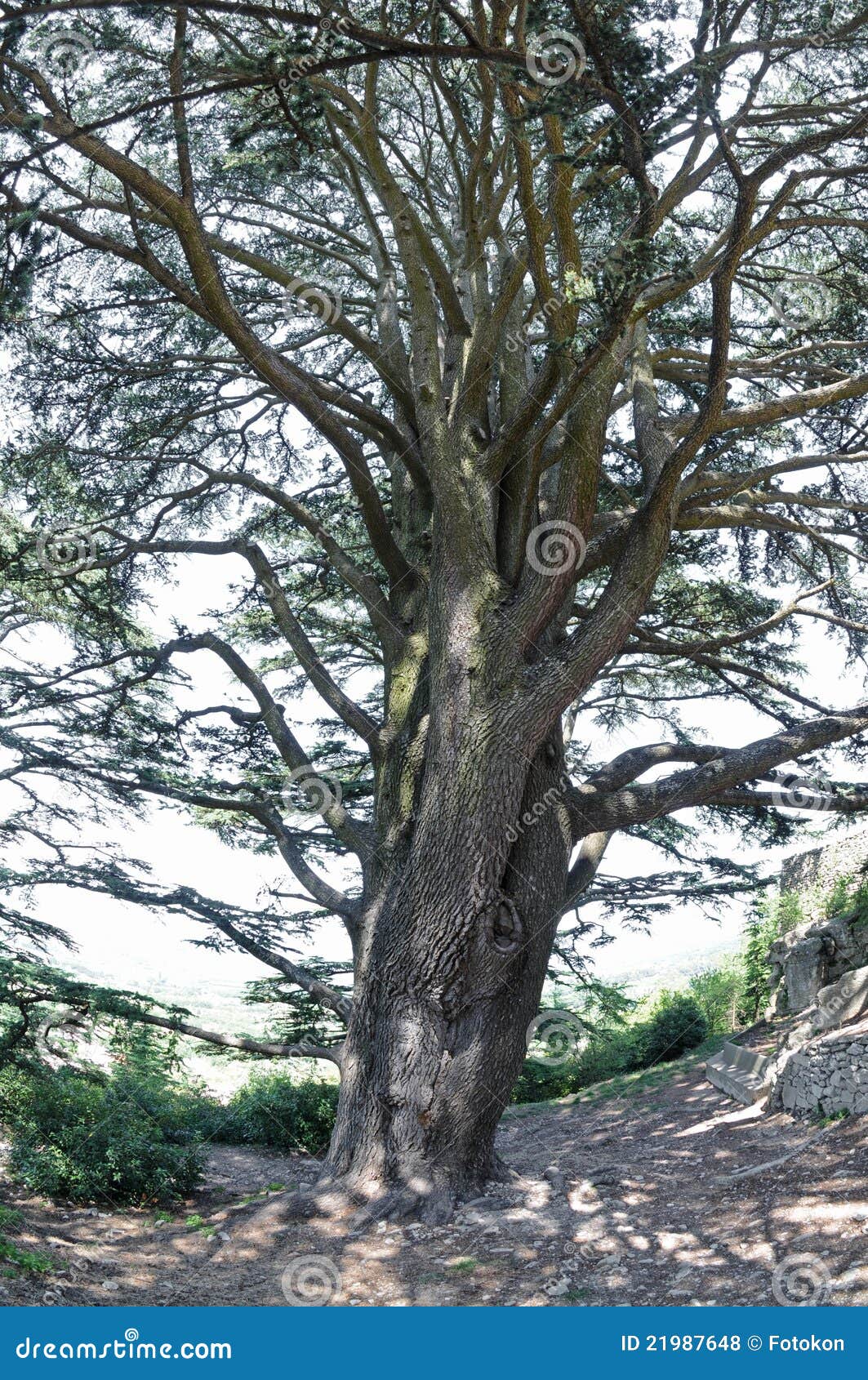Big tree stock photo. Image of trunk, lens, perspective - 21987648