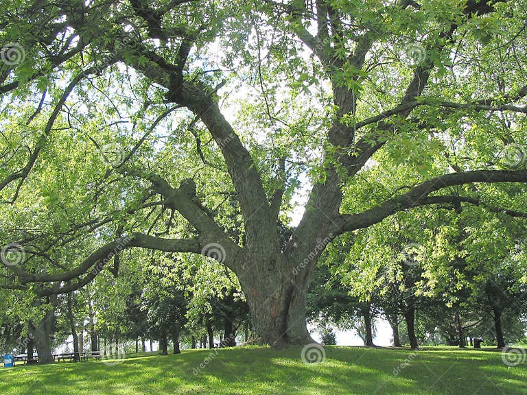 Big Tree stock photo. Image of green, glorious, plant, glory - 247784