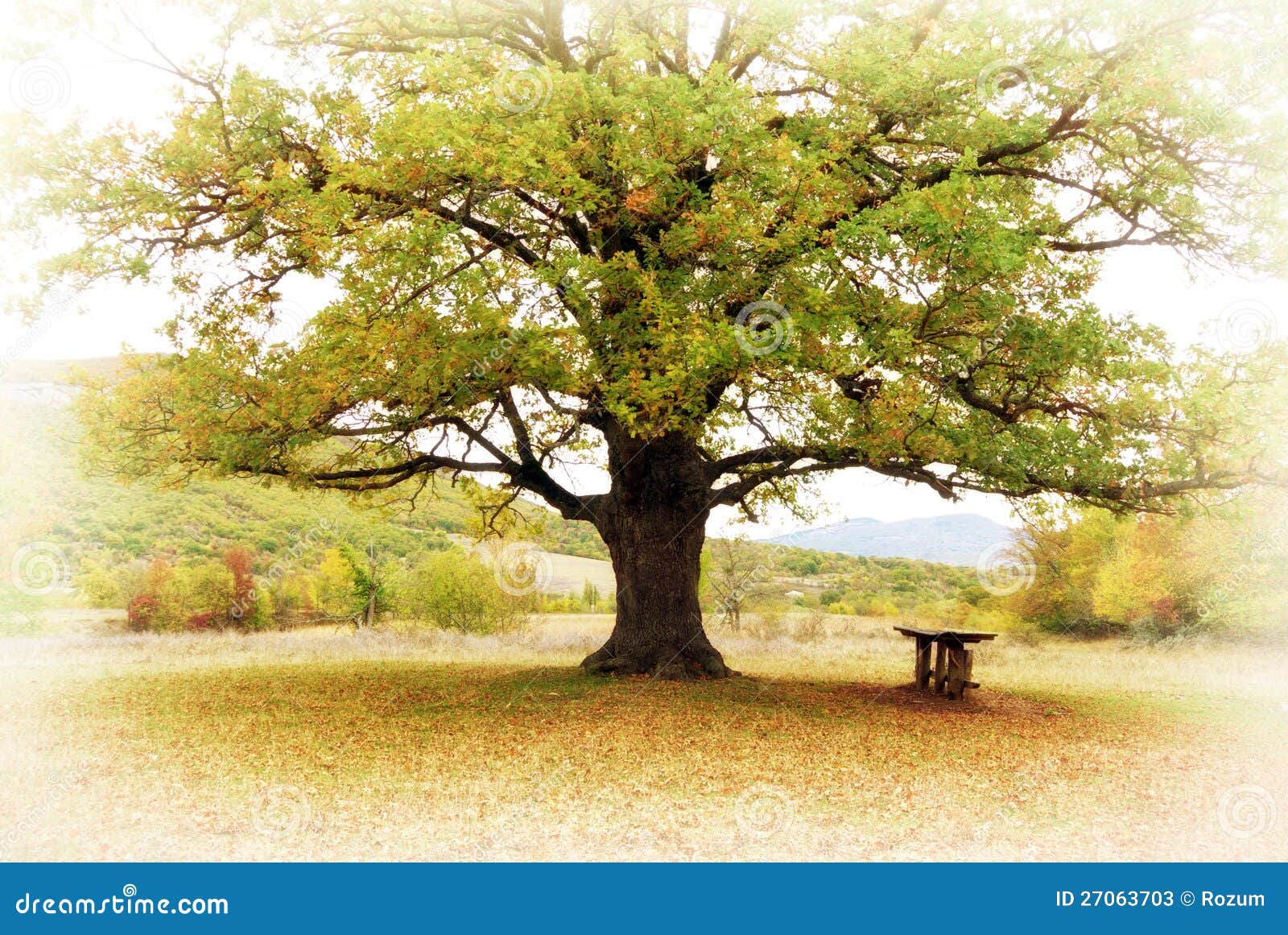 Big tree stock image. Image of rural, lone, infrared - 27063703