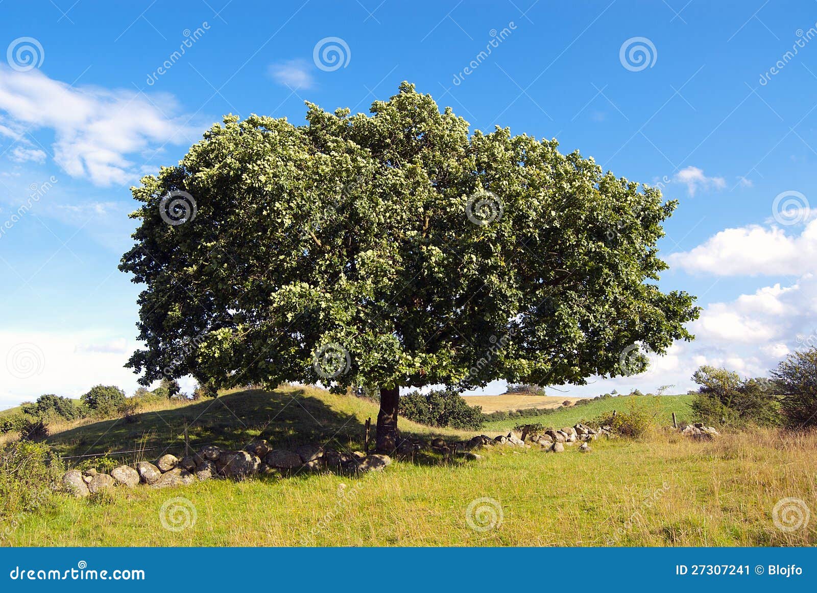 Big tree stock image. Image of tall, blue, summer, branch - 27307241