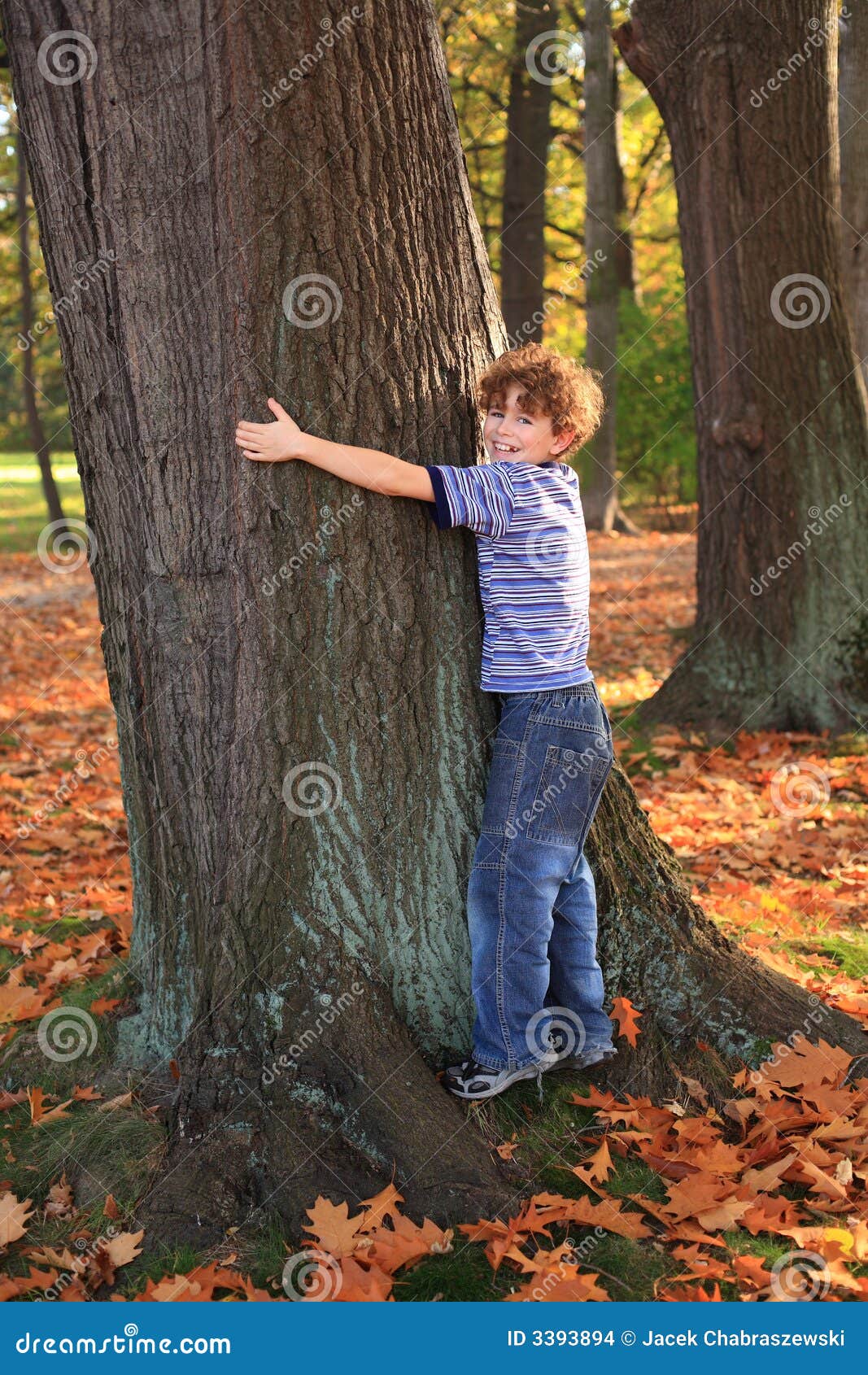 Big tree stock photo. Image of fall, nature, color, friendship - 3393894
