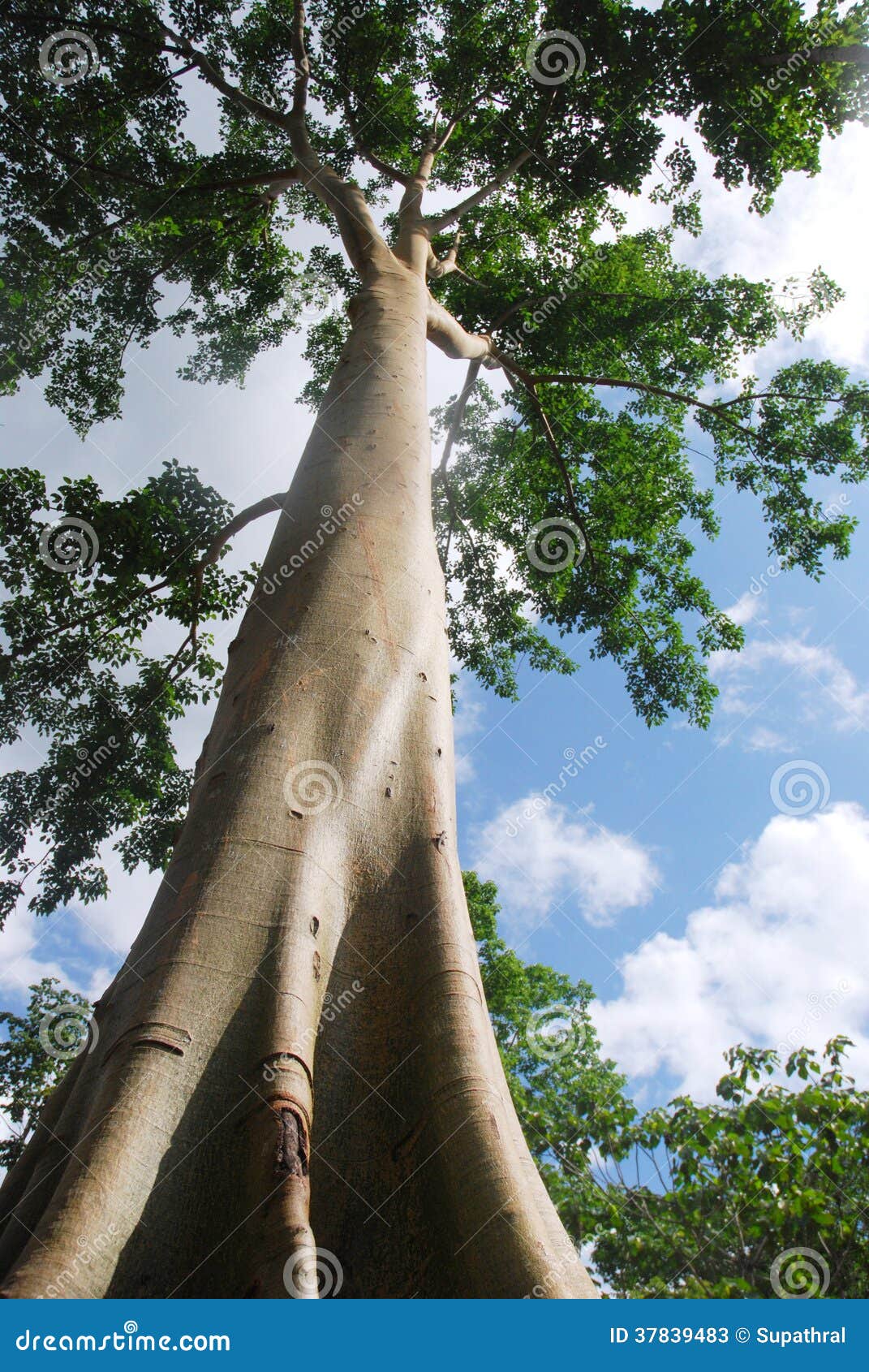 Big tree stock image. Image of crown, area, trees, plant - 37839483