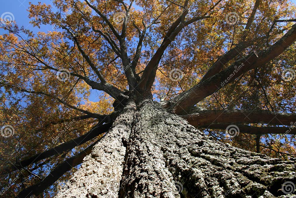 Big Tree stock photo. Image of leaves, nature, height, reach - 432410