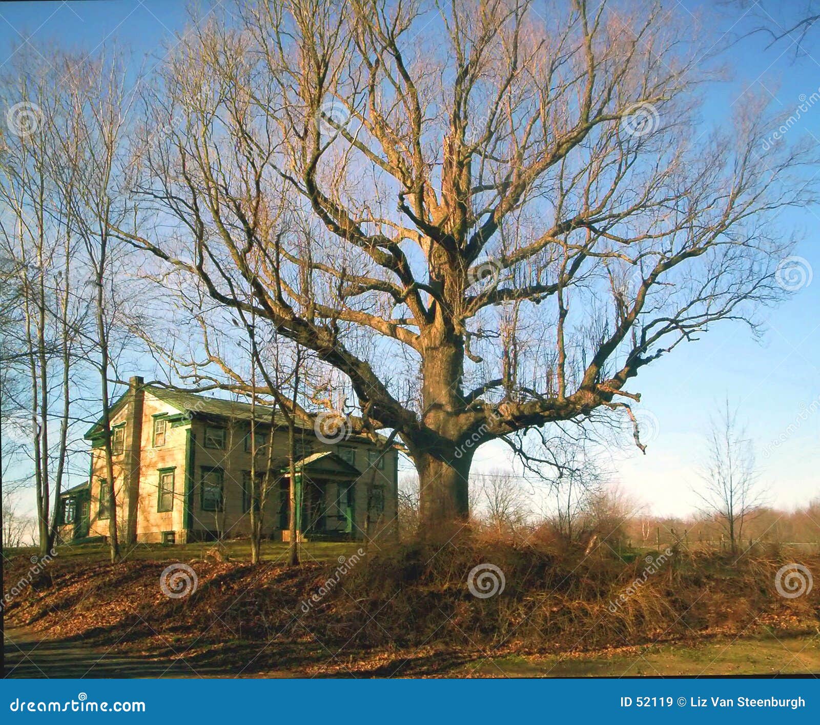 Big Tree stock image. Image of large, house, fall, tree - 52119