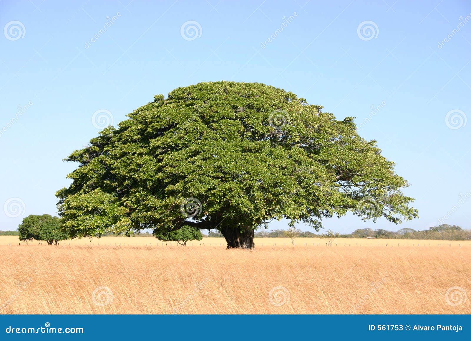 Big tree stock image. Image of rica, symbol, canopy, green - 561753